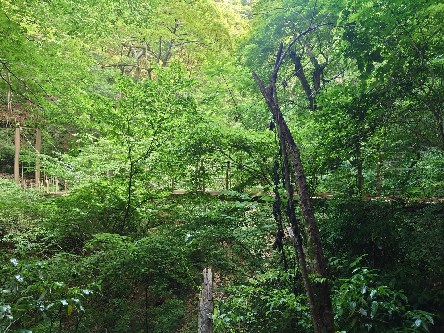 神変山・高尾山・城山（小仏城山） / t2718さんの高尾山・陣馬山・景信山の活動データ | YAMAP / ヤマップ