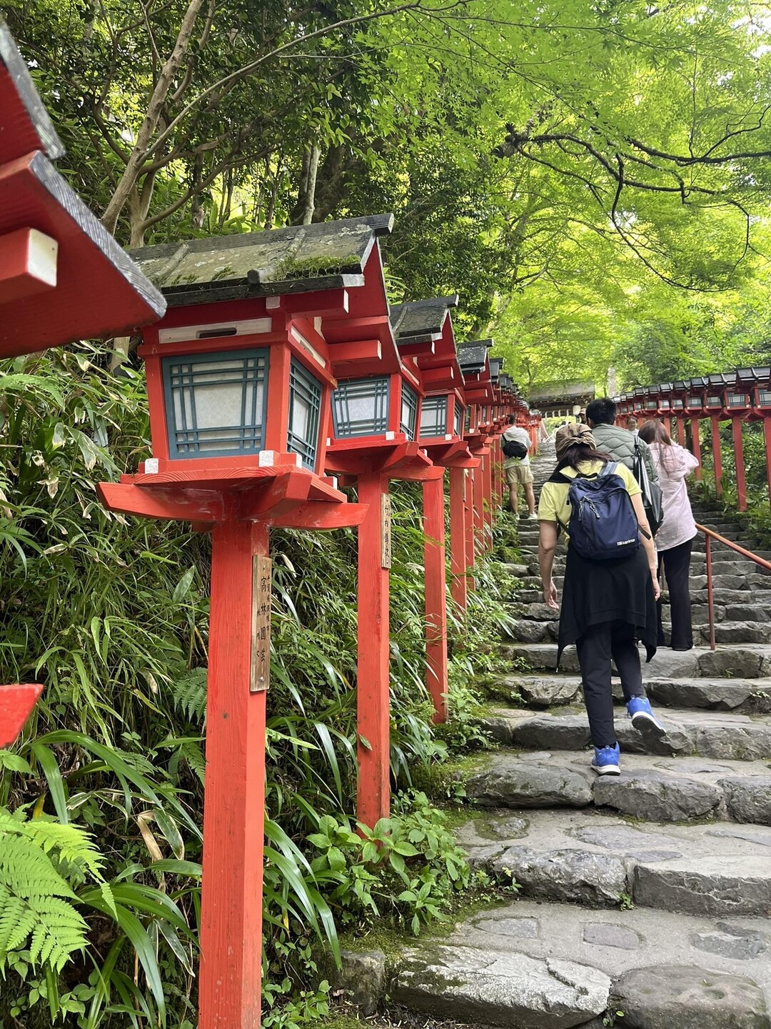 貴船山・鞍馬山-2024-06-06 / yuquichiさんの貴船山・鞍馬山の活動データ | YAMAP / ヤマップ