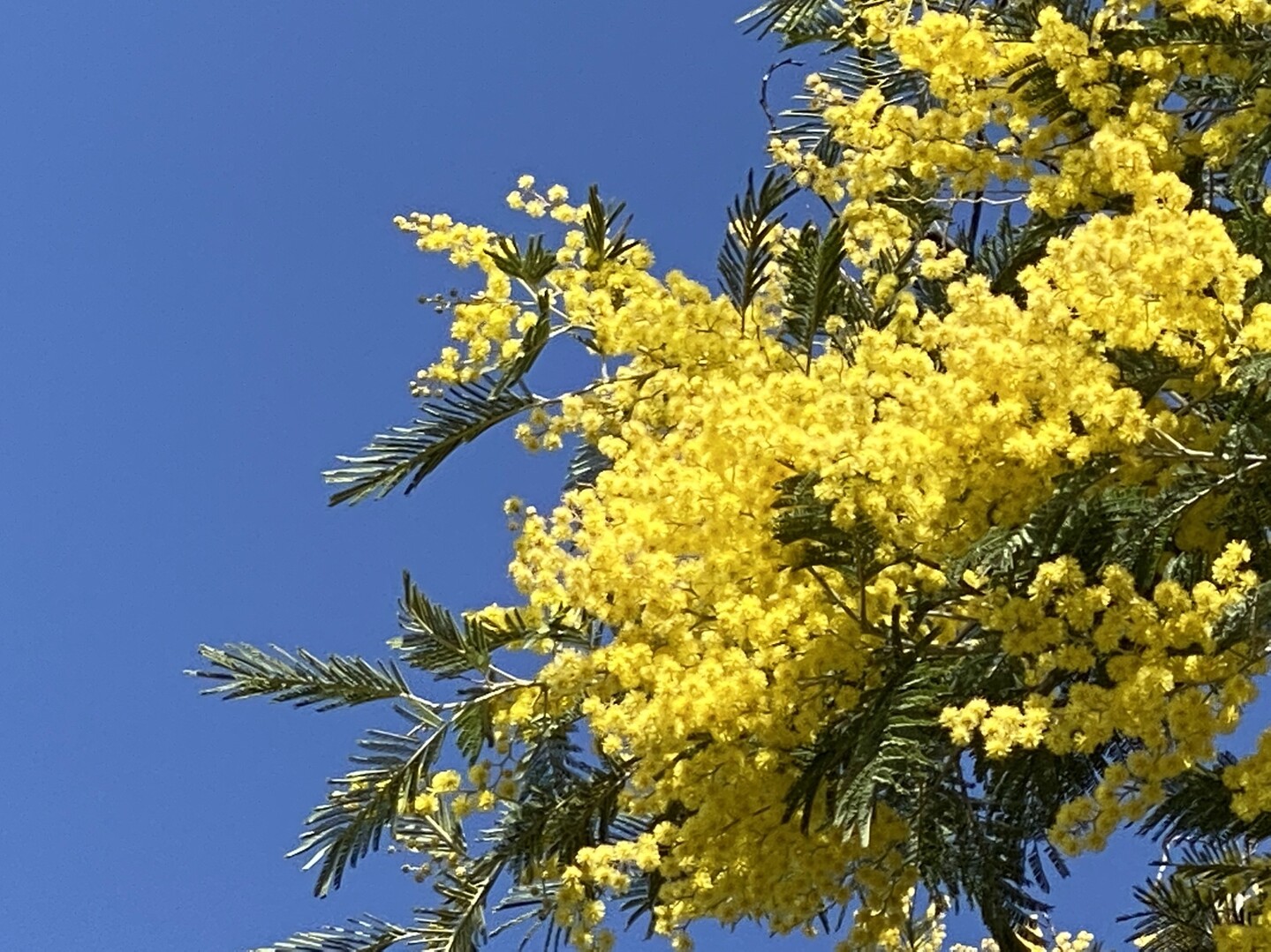 ミモザを見に新庄山へ かなりフサフサして... / sachi_lehuaさんのモーメント | YAMAP / ヤマップ