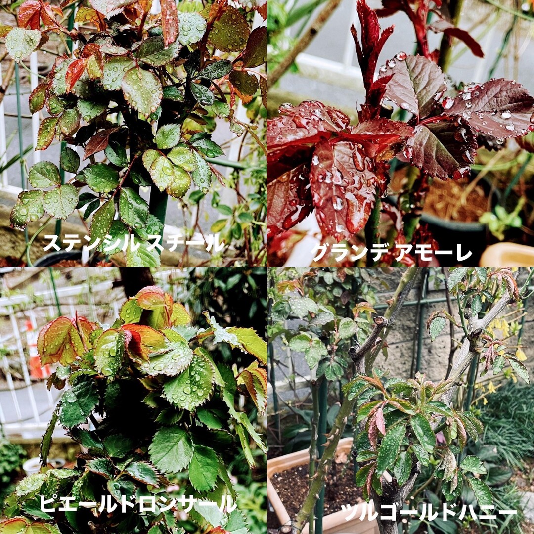 我家の庭にも春花の季節 薔薇🌹の新芽伸... / ken-3さんのモーメント | YAMAP / ヤマップ