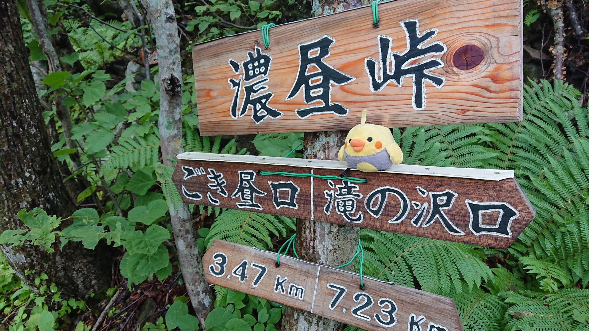 濃昼山道-2020-08-15 / fujisunさんの濃昼山道の活動データ | YAMAP / ヤマップ