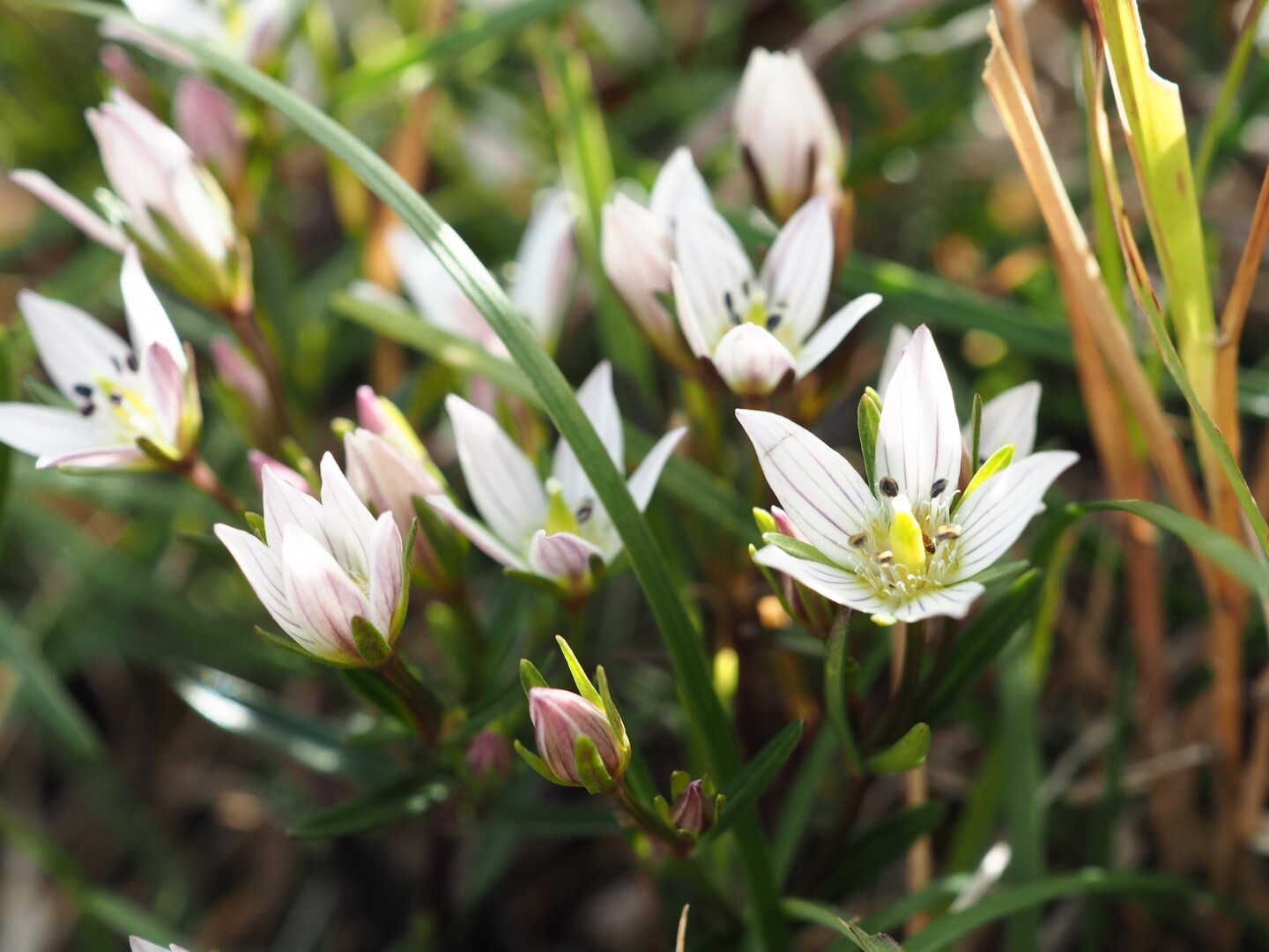 山カフェで読書 からの陣馬山→高尾へ縦走٩( 'ω' )و / Ikumi_monterosaさんの高尾山・陣馬山・景信山の活動データ | YAMAP / ヤマップ