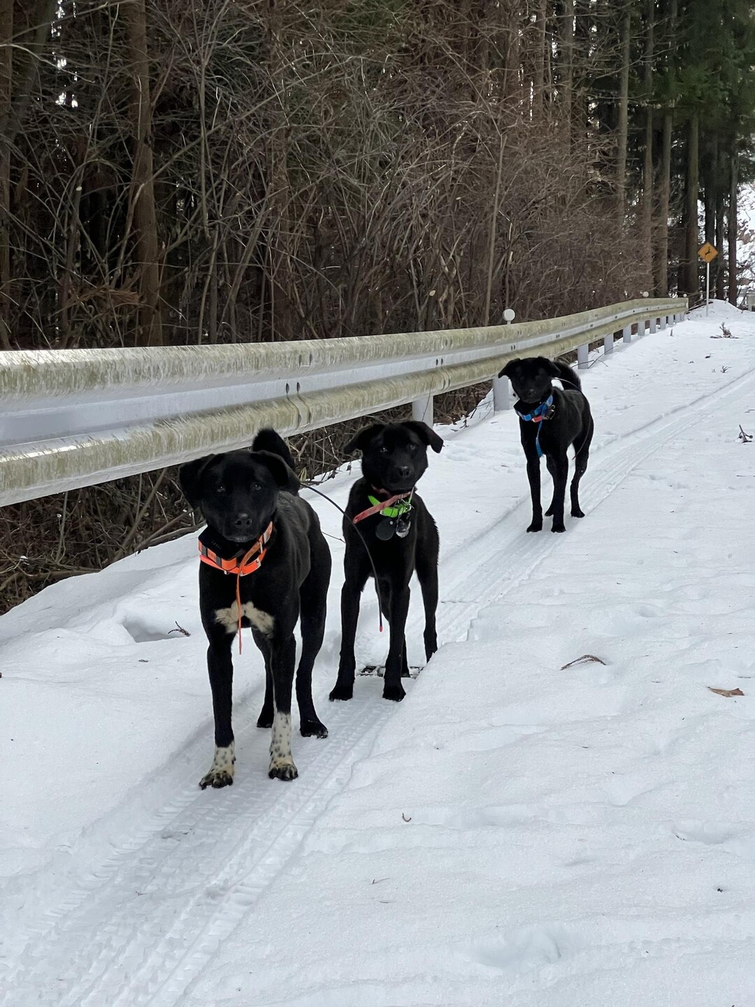 狩猟 三峰山-2025-01-19 / MC Chavezさんの三峰山の活動データ | YAMAP / ヤマップ
