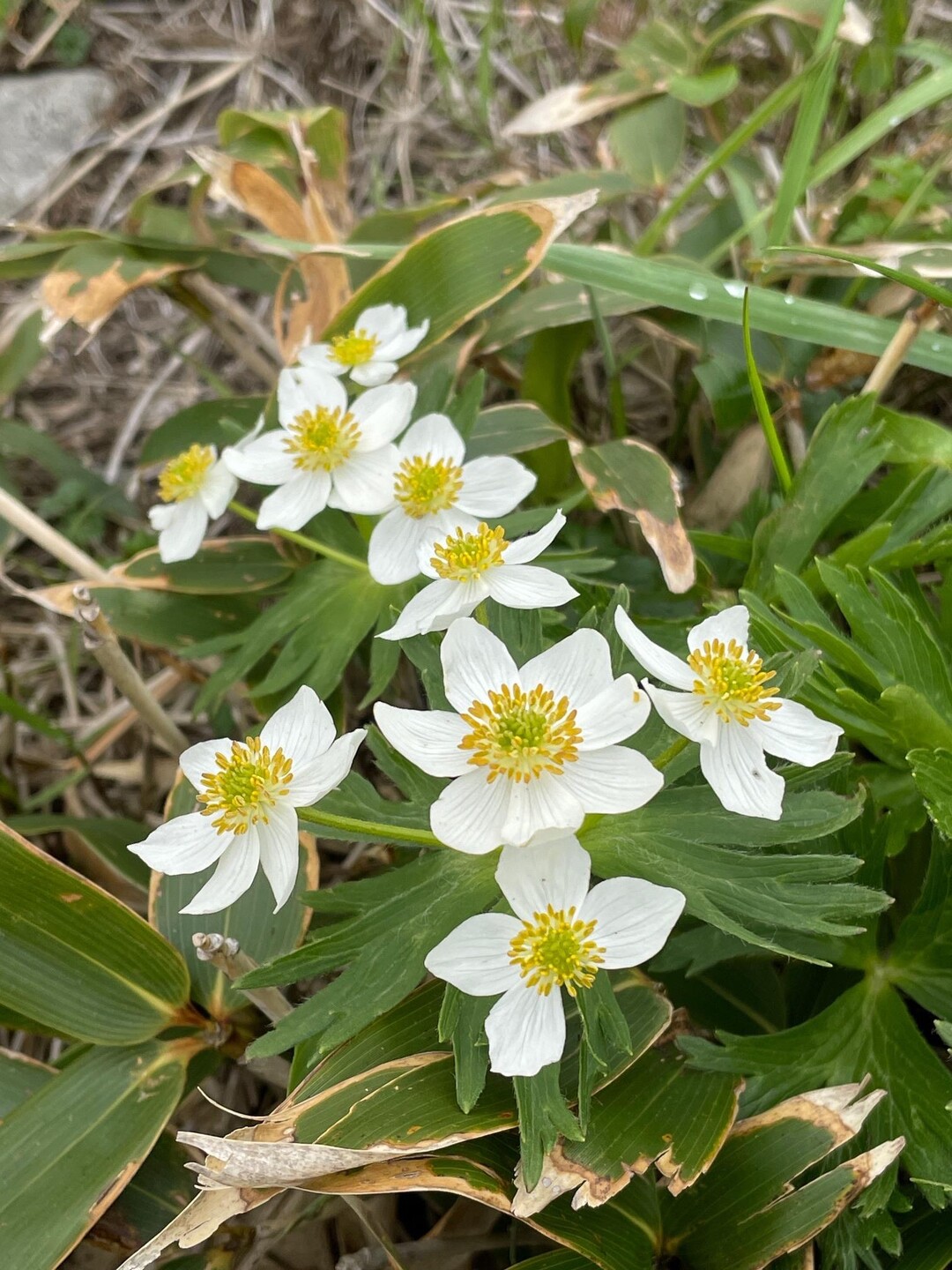 梅雨の晴れ間☀️に平標山 / QPさんの仙ノ倉山・平標山・大源太山の活動データ | YAMAP / ヤマップ