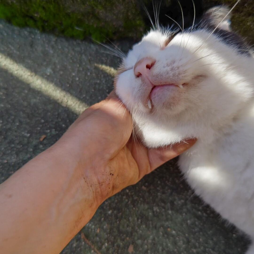 高尾山🎶 連休でも人が少なくて、雨の後... / koroponさんのモーメント | YAMAP / ヤマップ