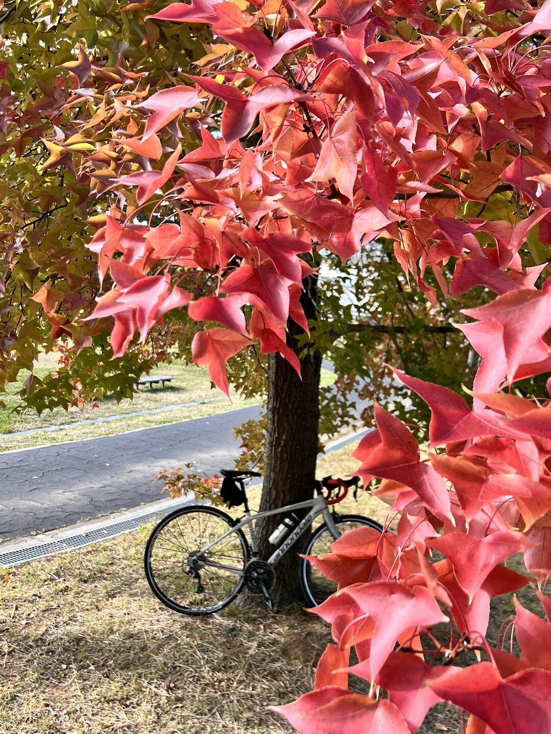 ゆるっとポタリング🚲 / nekoさんの北九州市（小倉南区）の活動データ | YAMAP / ヤマップ