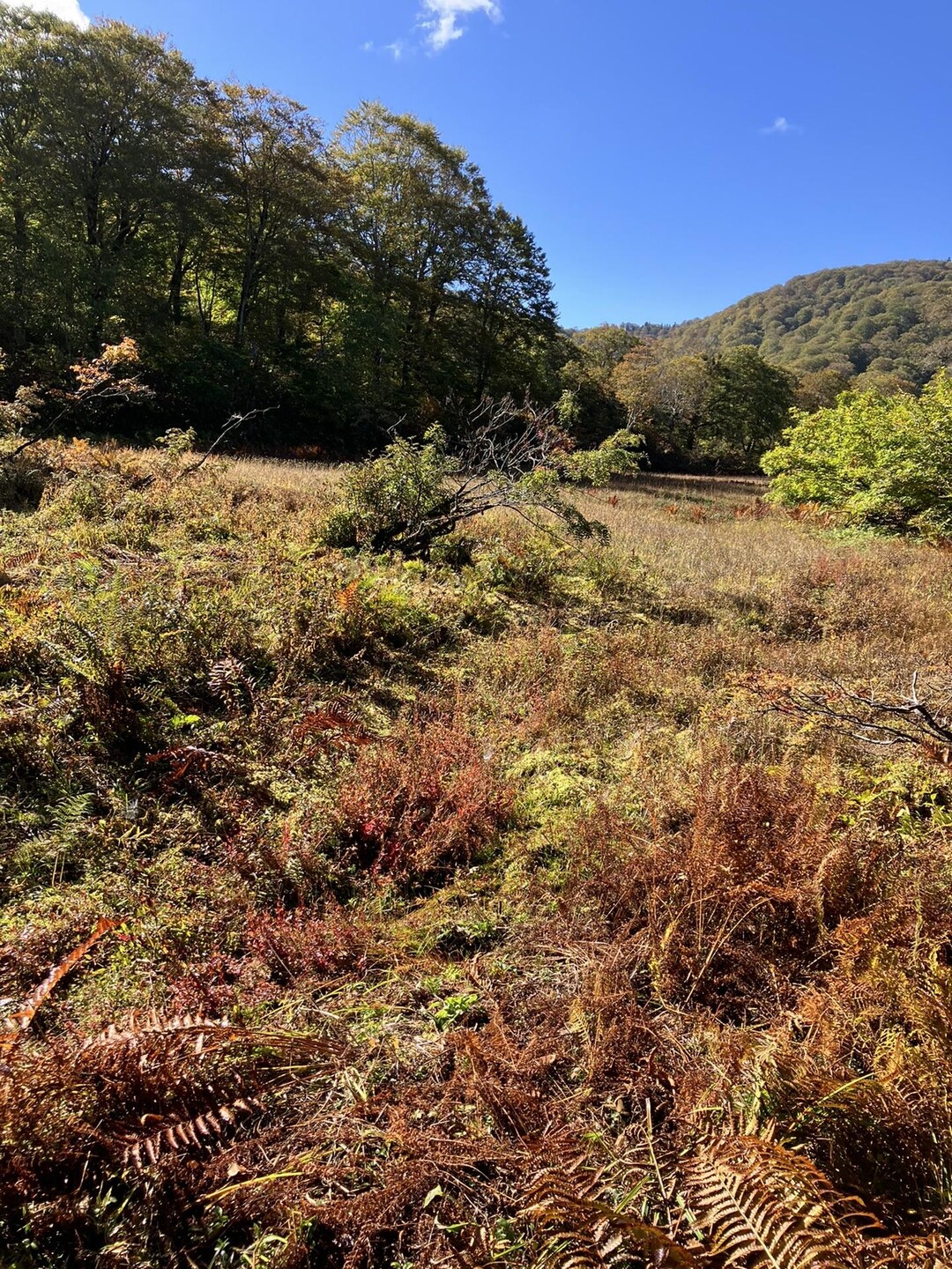 籾糠山 / tomokoさんの籾糠山の活動データ | YAMAP / ヤマップ