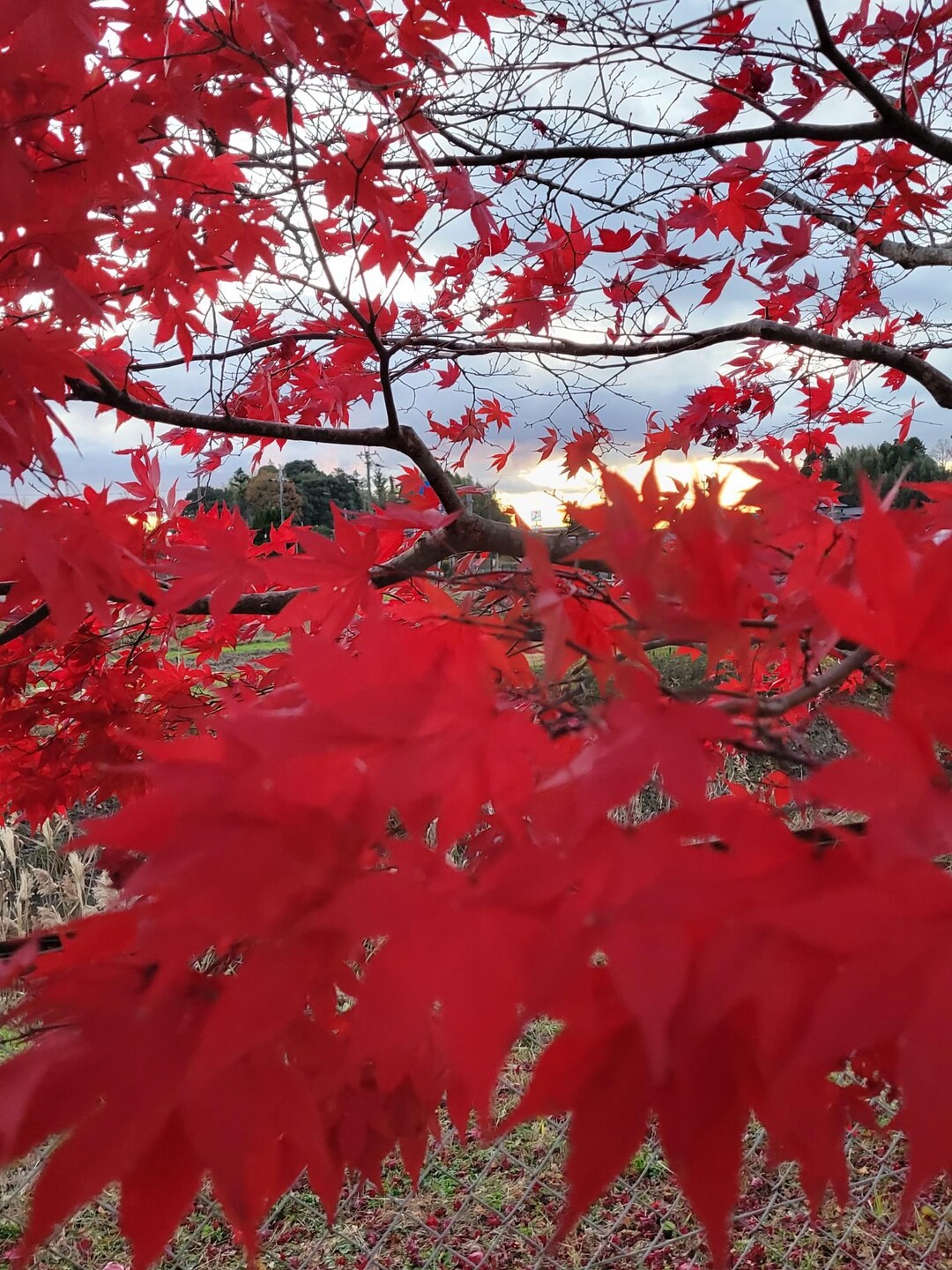 自己叱咤で、もっと頑張れラン / baseさんのランニングの活動データ | YAMAP / ヤマップ