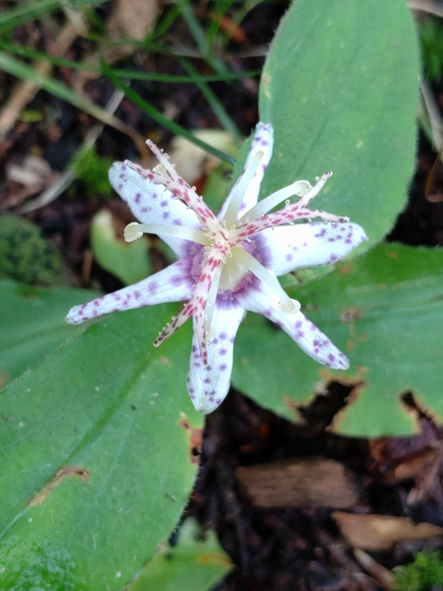 鎌倉岳 20240824 / gunさんの鎌倉岳の活動データ | YAMAP / ヤマップ