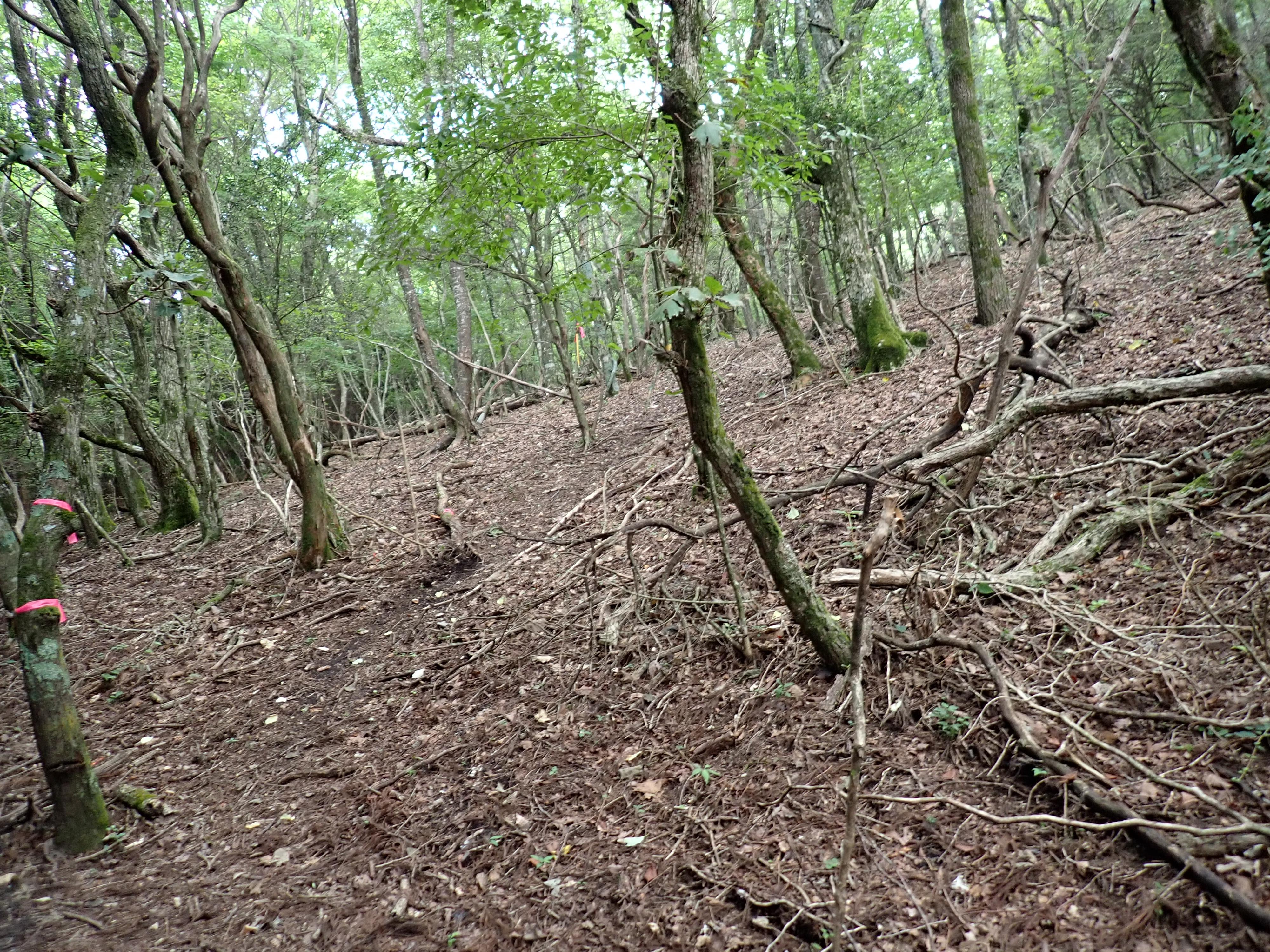 S.nekoさんの投稿したフィールドメモ | YAMAP / ヤマップ