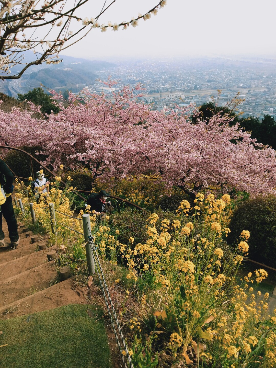 高松山 桜まつり / horitakaさんの塔ノ岳・丹沢山・蛭ヶ岳の活動データ | YAMAP / ヤマップ