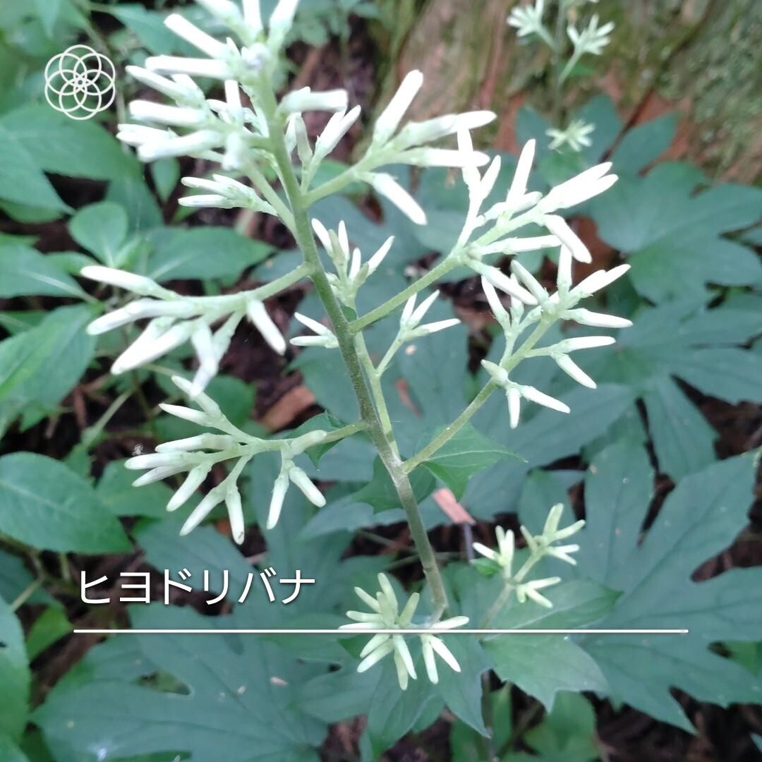 和尚山 20240815 / gunさんの栄蔵室・花園山の活動データ | YAMAP / ヤマップ