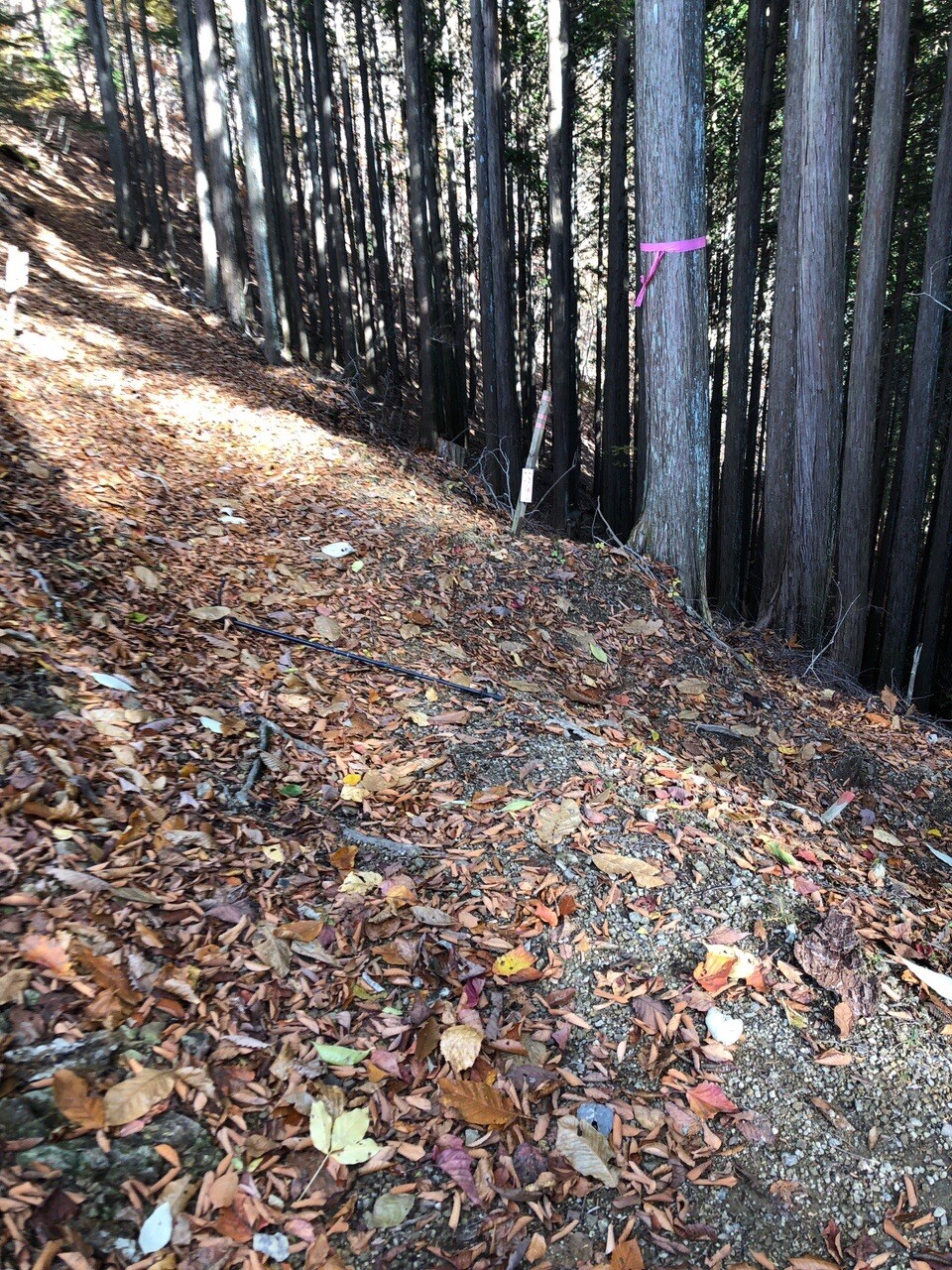 Takaさんの投稿したフィールドメモ | YAMAP / ヤマップ