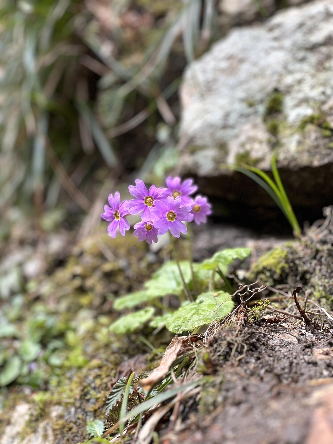 鎌ヶ岳🔺イワザクラ🌸 動画あり / Mt.Gさんの入道ヶ岳・鎌ヶ岳・仙ヶ岳の活動データ | YAMAP / ヤマップ
