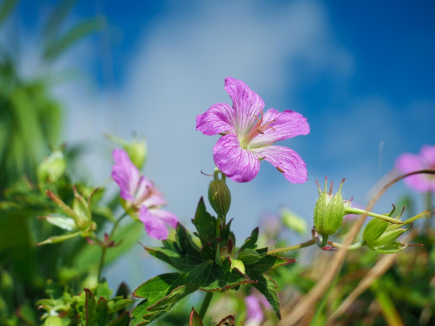 道後山 / tomiさんの道後山・岩樋山の活動データ | YAMAP / ヤマップ