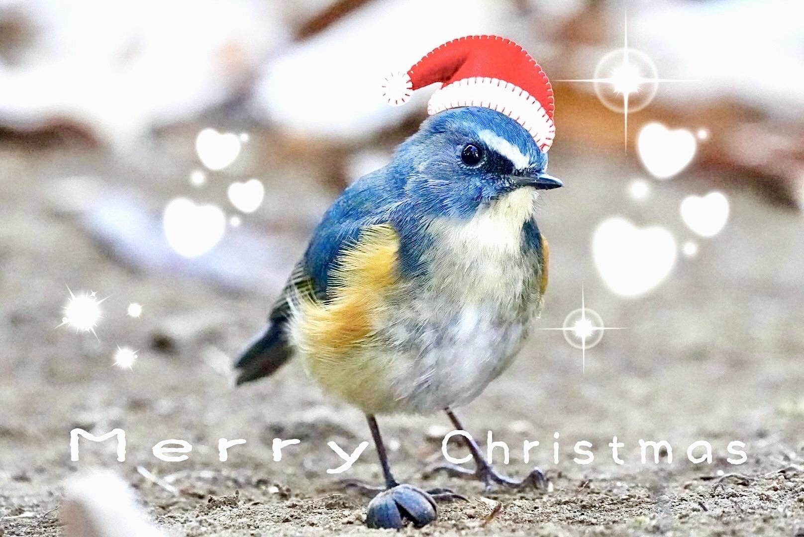 Merry Christmas 🎅🎉... / としぞうさんのモーメント | YAMAP / ヤマップ