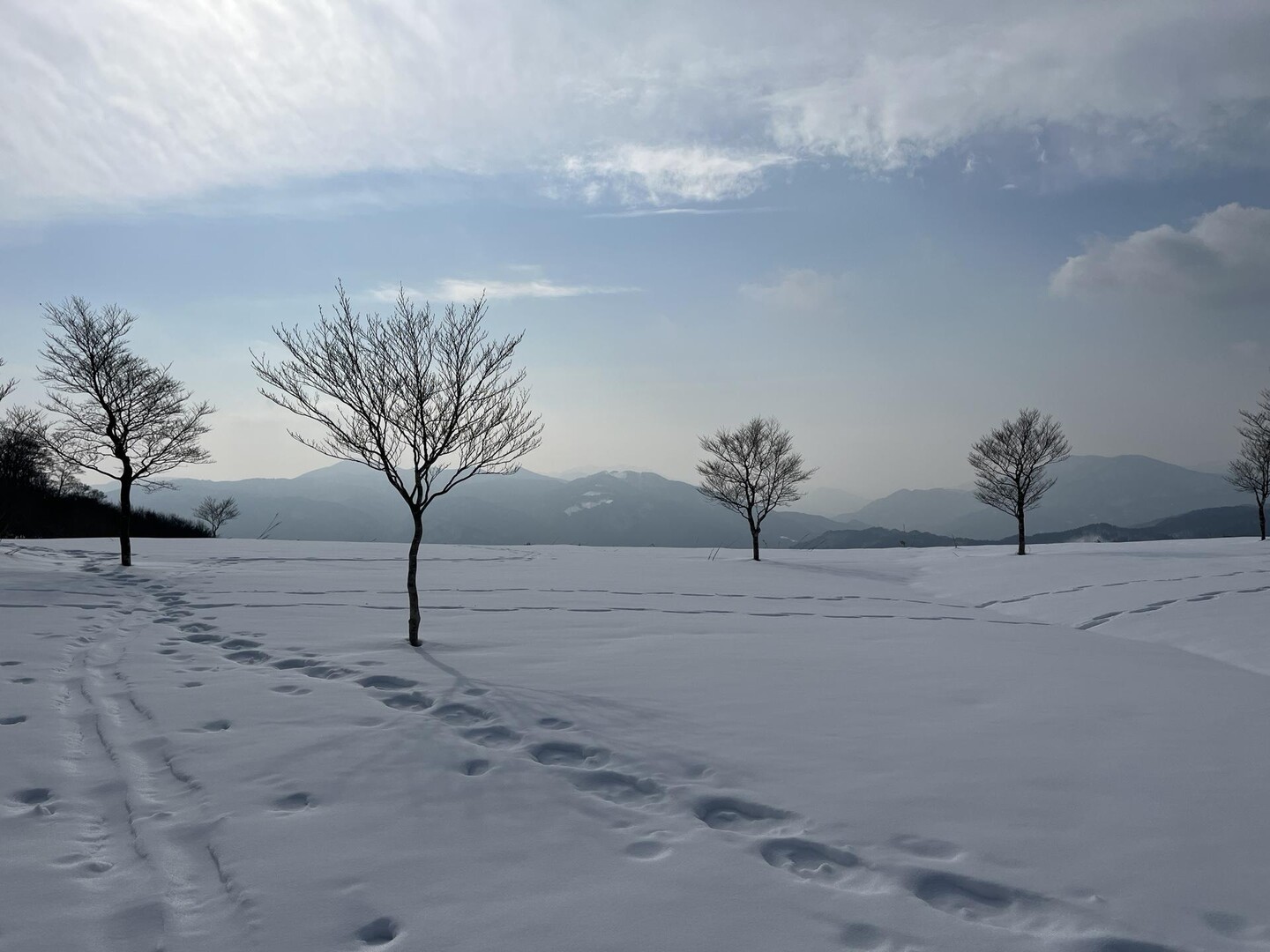 高清水高原・大畝山・御林山・池川山・ブナの谷頭 / 285さんの伯州山・霧ヶ原の活動データ | YAMAP / ヤマップ
