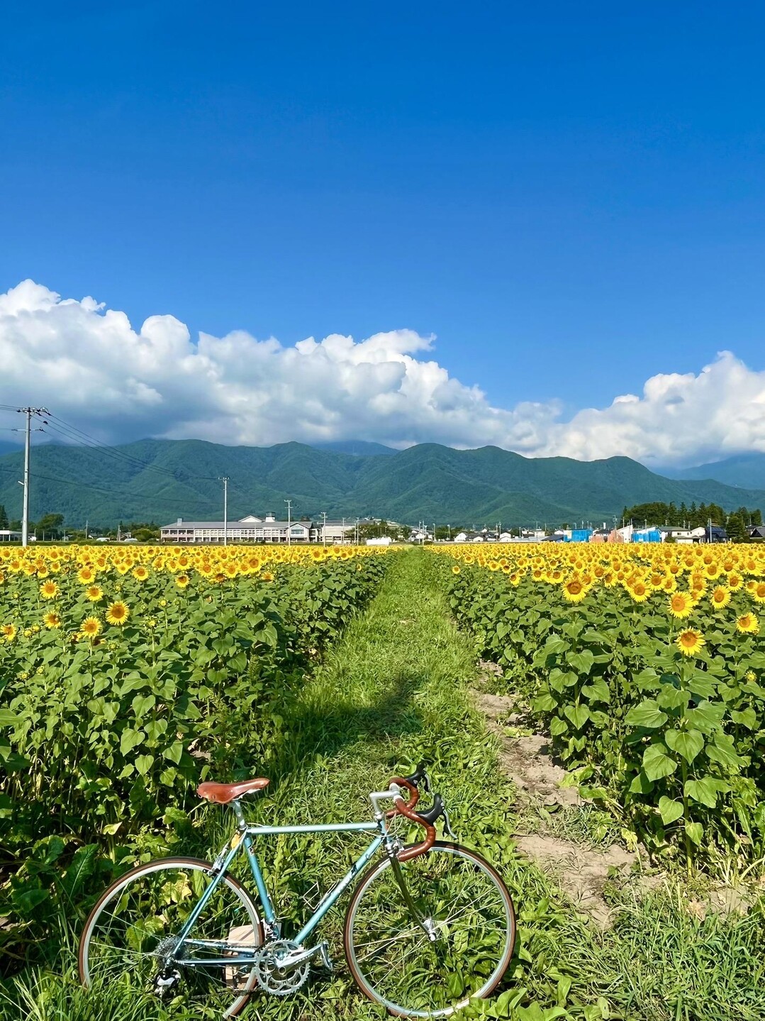 夏の日に☀️ 安曇野市堀金のひまわり畑... / kazu51さんのモーメント | YAMAP / ヤマップ