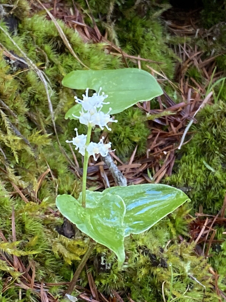 ahのページ | YAMAP / ヤマップ