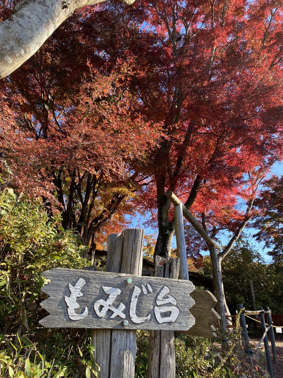 高尾山(2・3号路、いろはの森コース)🍁 / Sam55さんの高尾山・陣馬山・景信山の活動データ | YAMAP / ヤマップ
