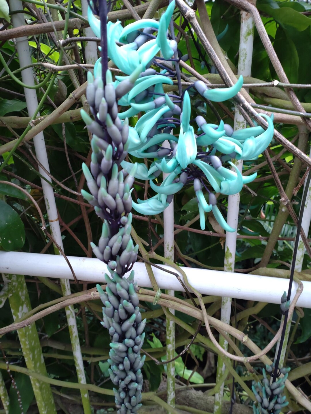 高知県立牧野植物園のヒスイカズラ 見頃で... / yuiさんのモーメント | YAMAP / ヤマップ