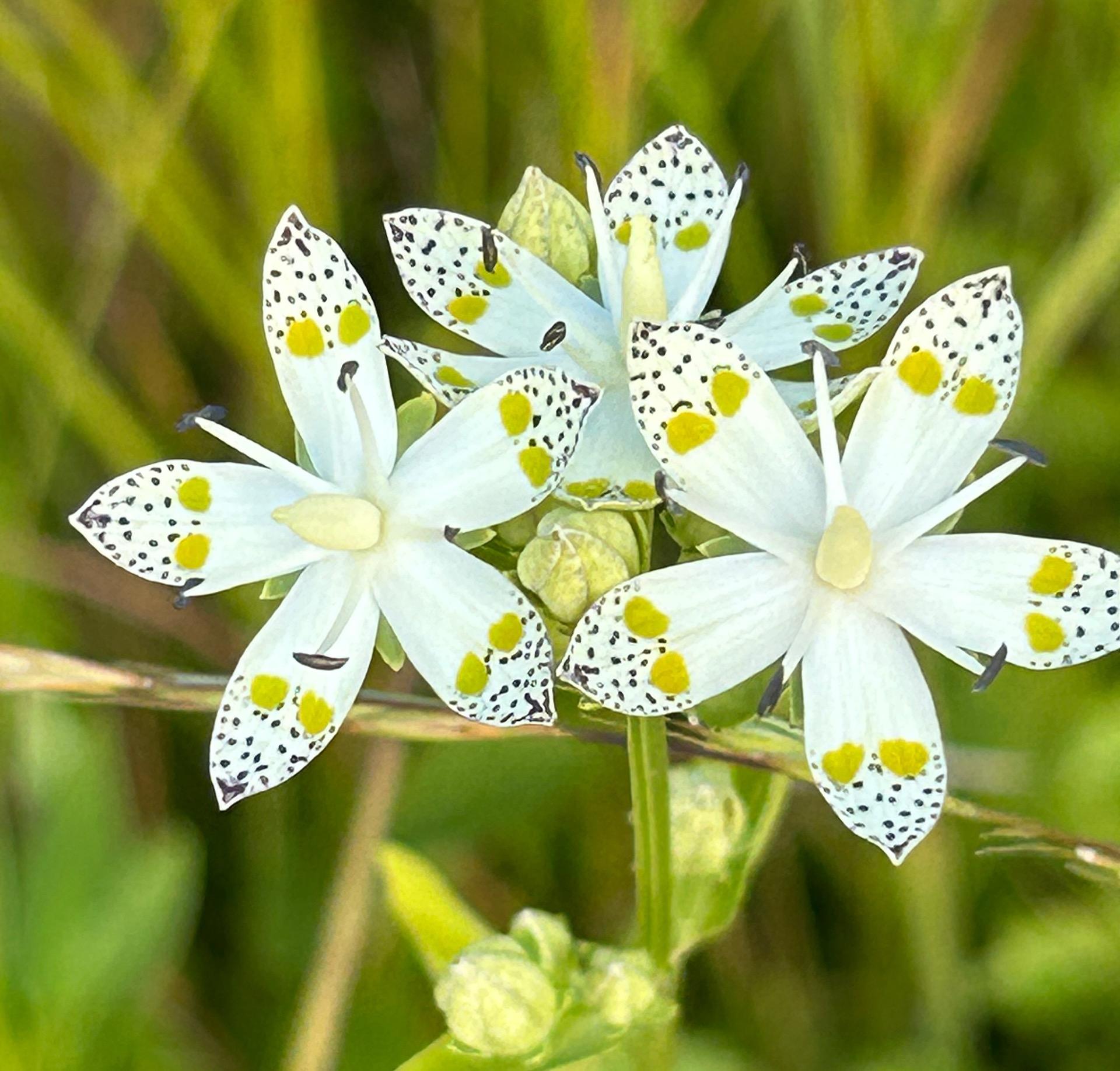 アケボノソウの花言葉は「祝福」と「希望」 / Chieさんの入笠山の活動データ | YAMAP / ヤマップ
