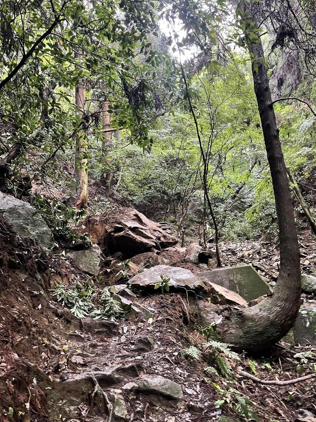 大きな岩が道を塞いでます🪨立花山 / rinさんの立花山・三日月山・城ノ越山の活動データ | YAMAP / ヤマップ