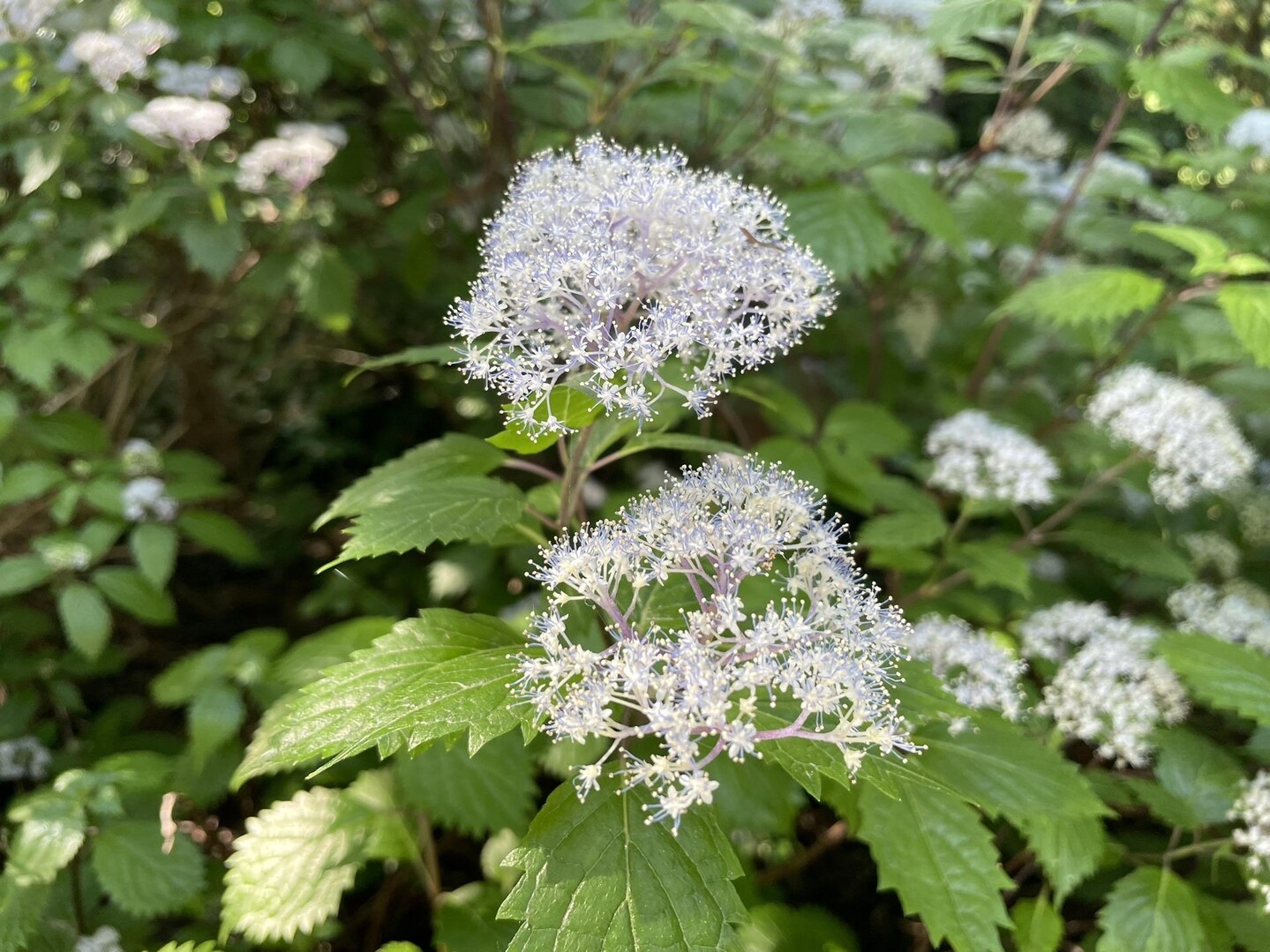 お久しぶりです 文殊山 / CHIHOさんの文殊山の活動データ | YAMAP / ヤマップ