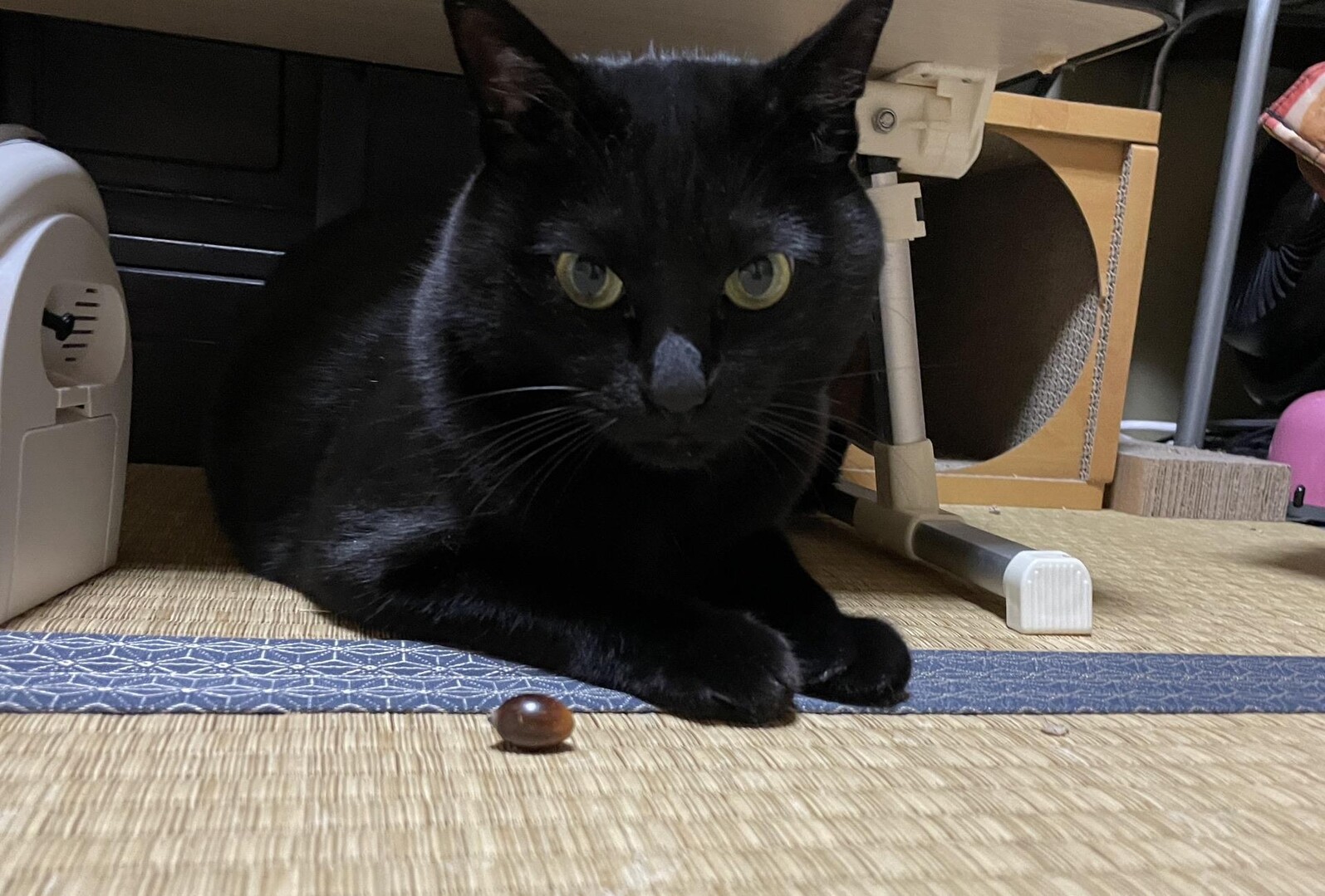 賤ヶ岳(勝家とどんぐり) / NH-240さんの賤ヶ岳・山本山の活動データ | YAMAP / ヤマップ