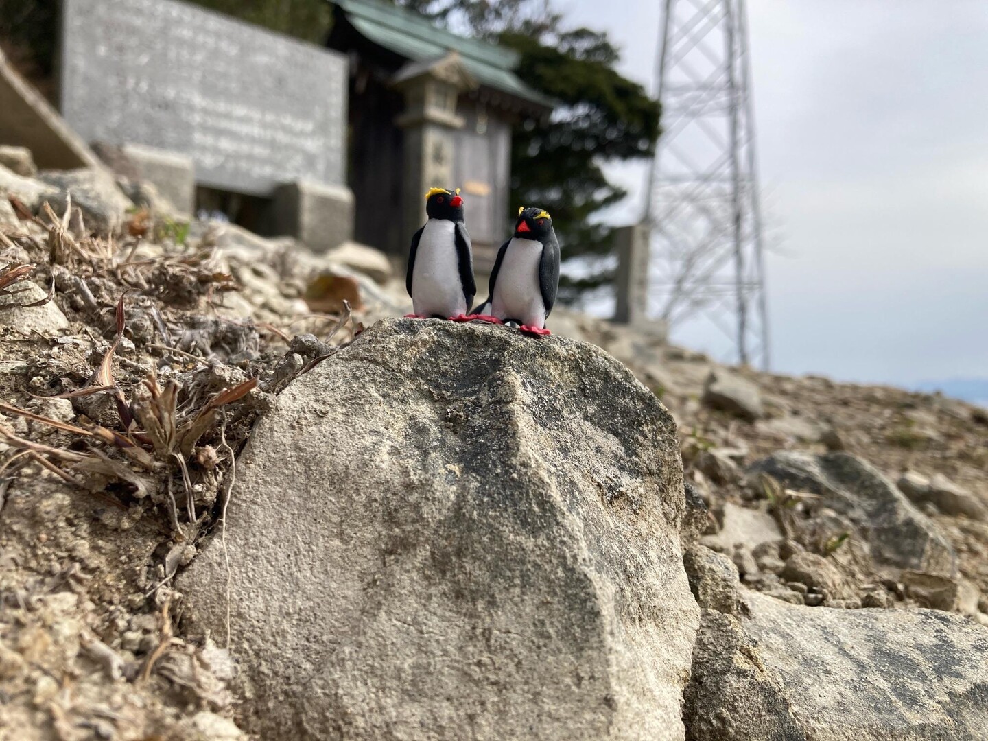 山のお供 / lazyさんのモーメント | YAMAP / ヤマップ