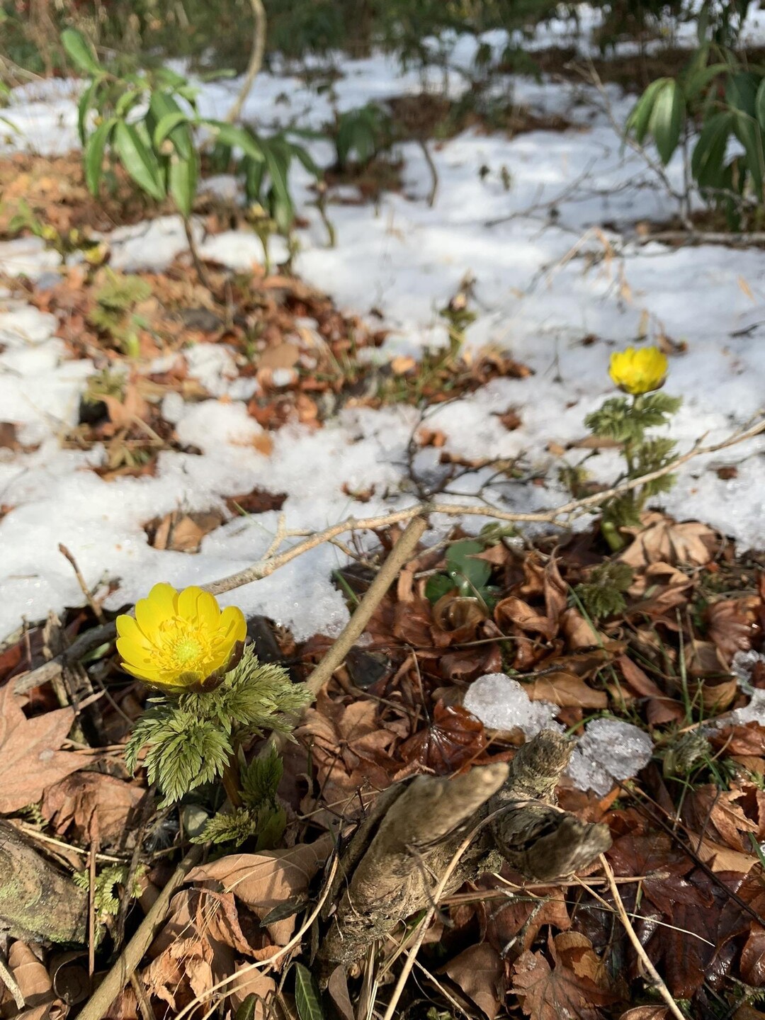 尾須沢鍾乳洞〜楢抜山〜竹寺 / wak-kunさんの武甲山・伊豆ヶ岳・小持山の活動日記 | YAMAP / ヤマップ