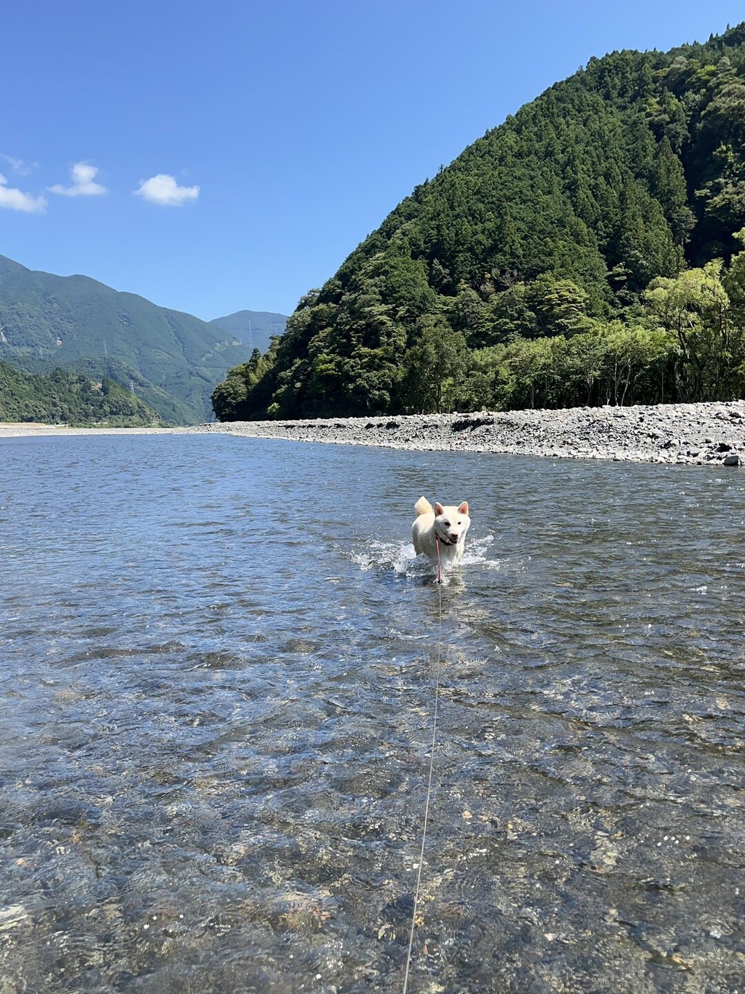 今日はコイツと川遊び😀 また、お山に行... / スゲさんのモーメント | YAMAP / ヤマップ