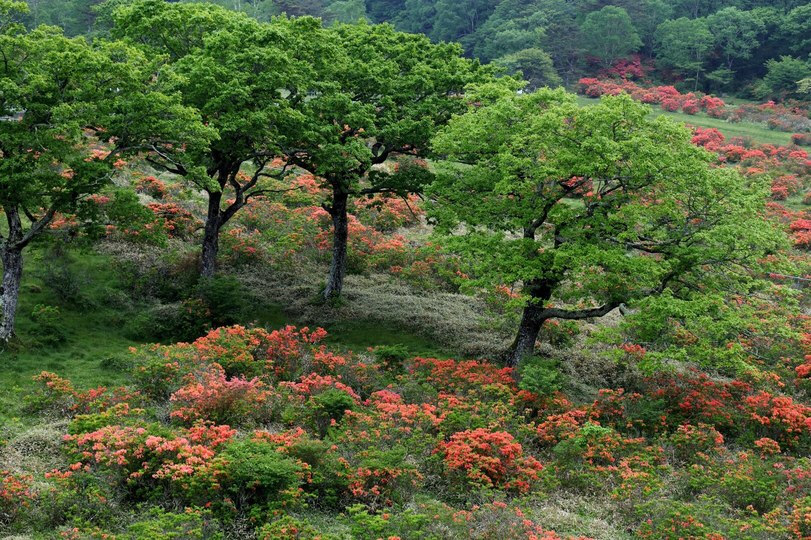 赤城山（黒檜山・駒ヶ岳） / bysunさんの赤城山・黒檜山・荒山の活動データ | YAMAP / ヤマップ