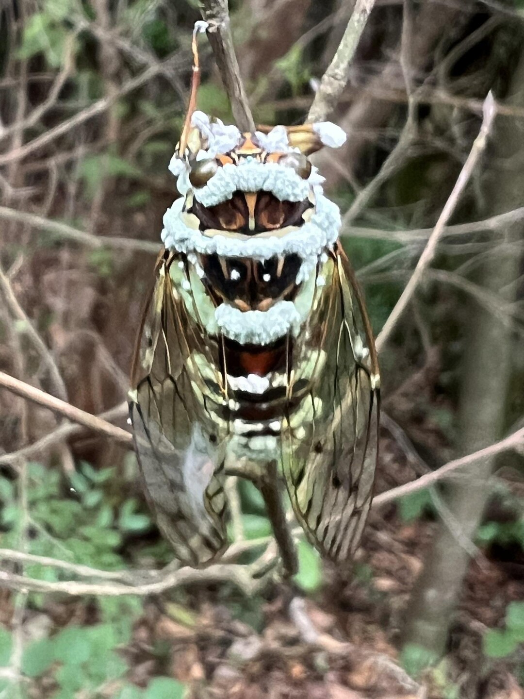 栗野岳・栗野岳第2峰 / Ko-zyさんの栗野岳・日添岳・えびの岳の活動データ | YAMAP / ヤマップ