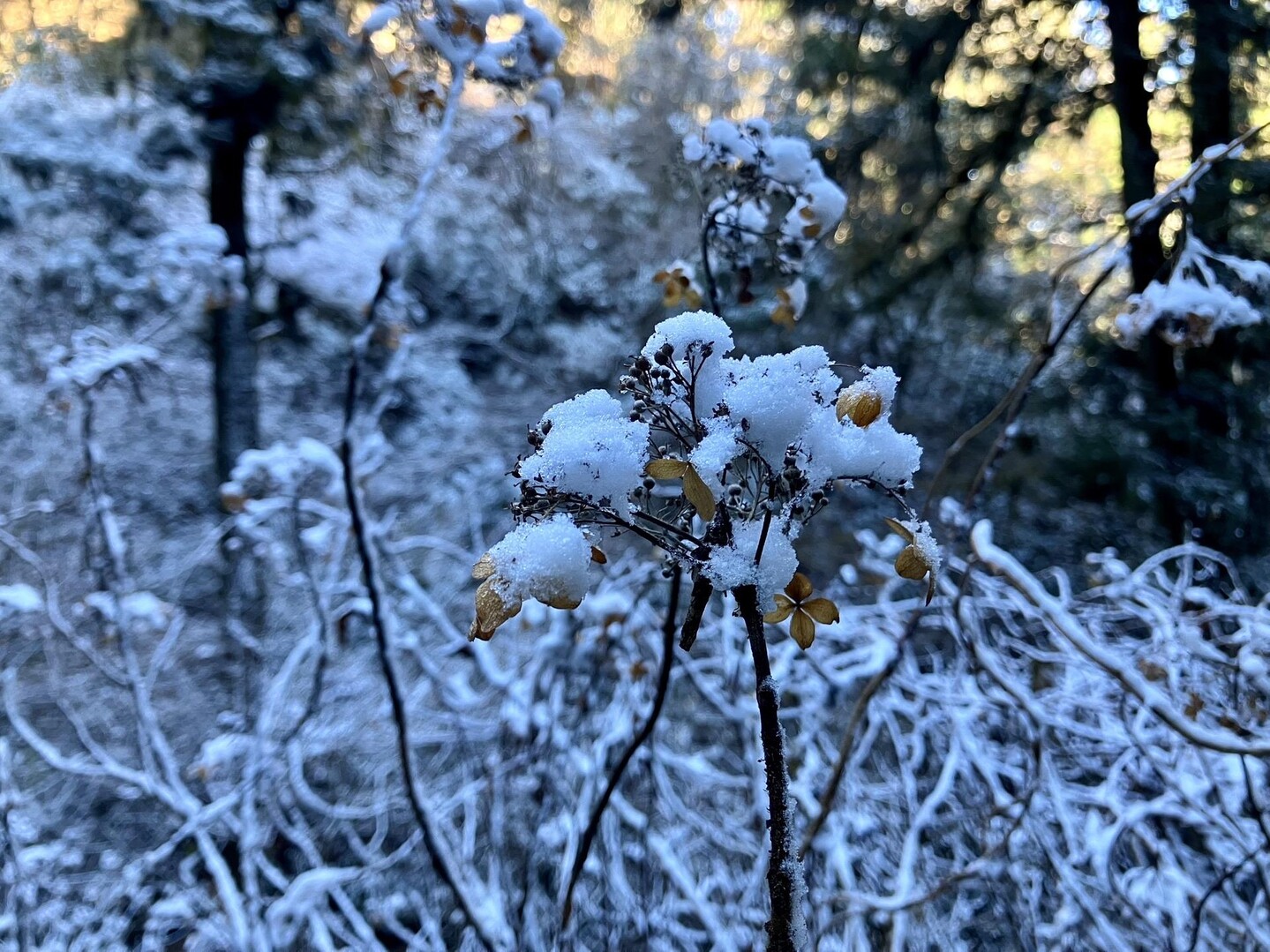 都内で降雪したら…やっぱり高尾山でしょ！ / Tetsuyaさんの高尾山・陣馬山・景信山の活動データ | YAMAP / ヤマップ