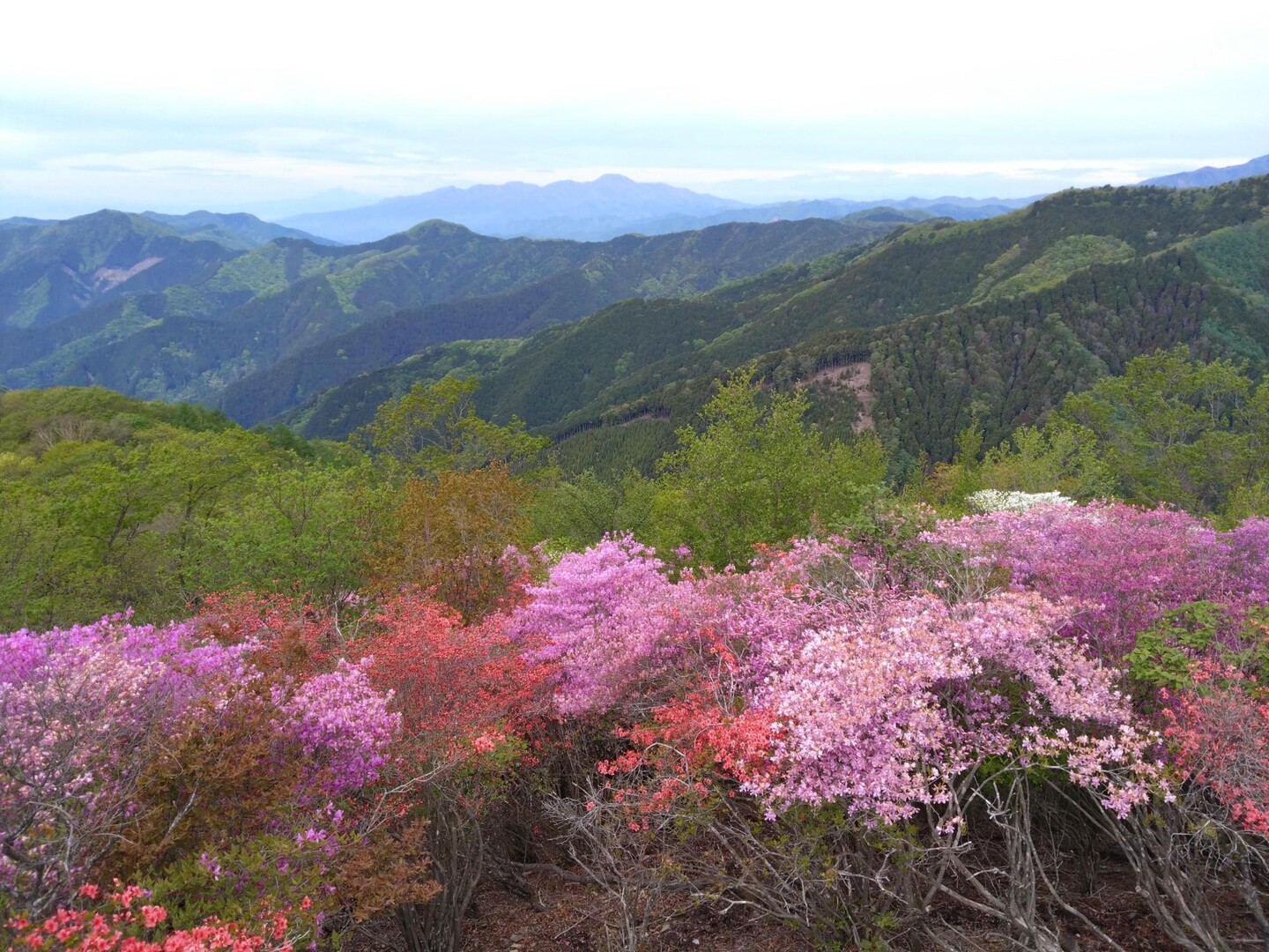 十二山・根本山・熊鷹山・丸岩岳 / barrrさんの根本山・熊鷹山・氷室山の活動データ | YAMAP / ヤマップ