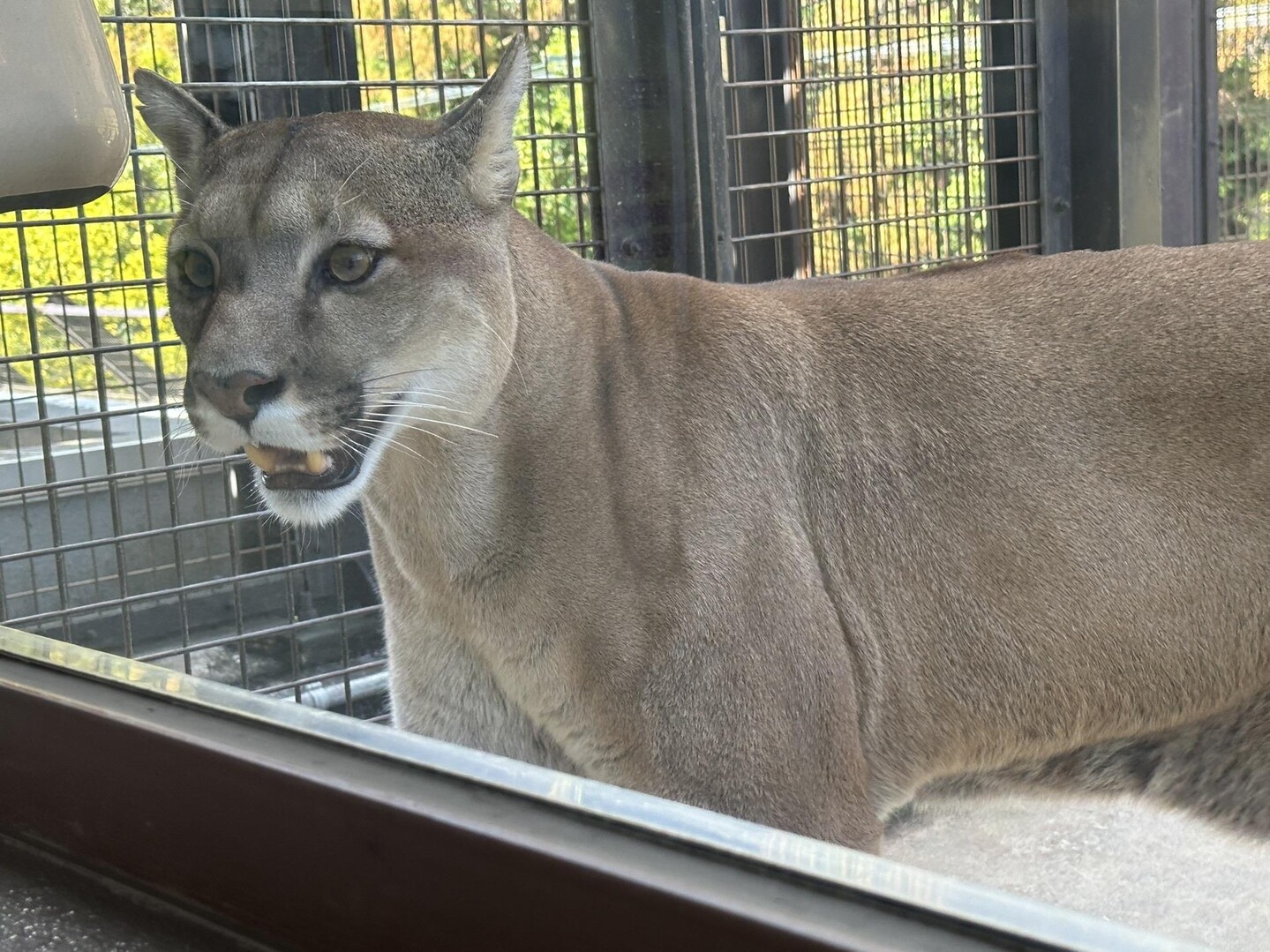 LA SPORTIVAのTX5 GTXを... / 黒い雌鶏さんのモーメント | YAMAP / ヤマップ