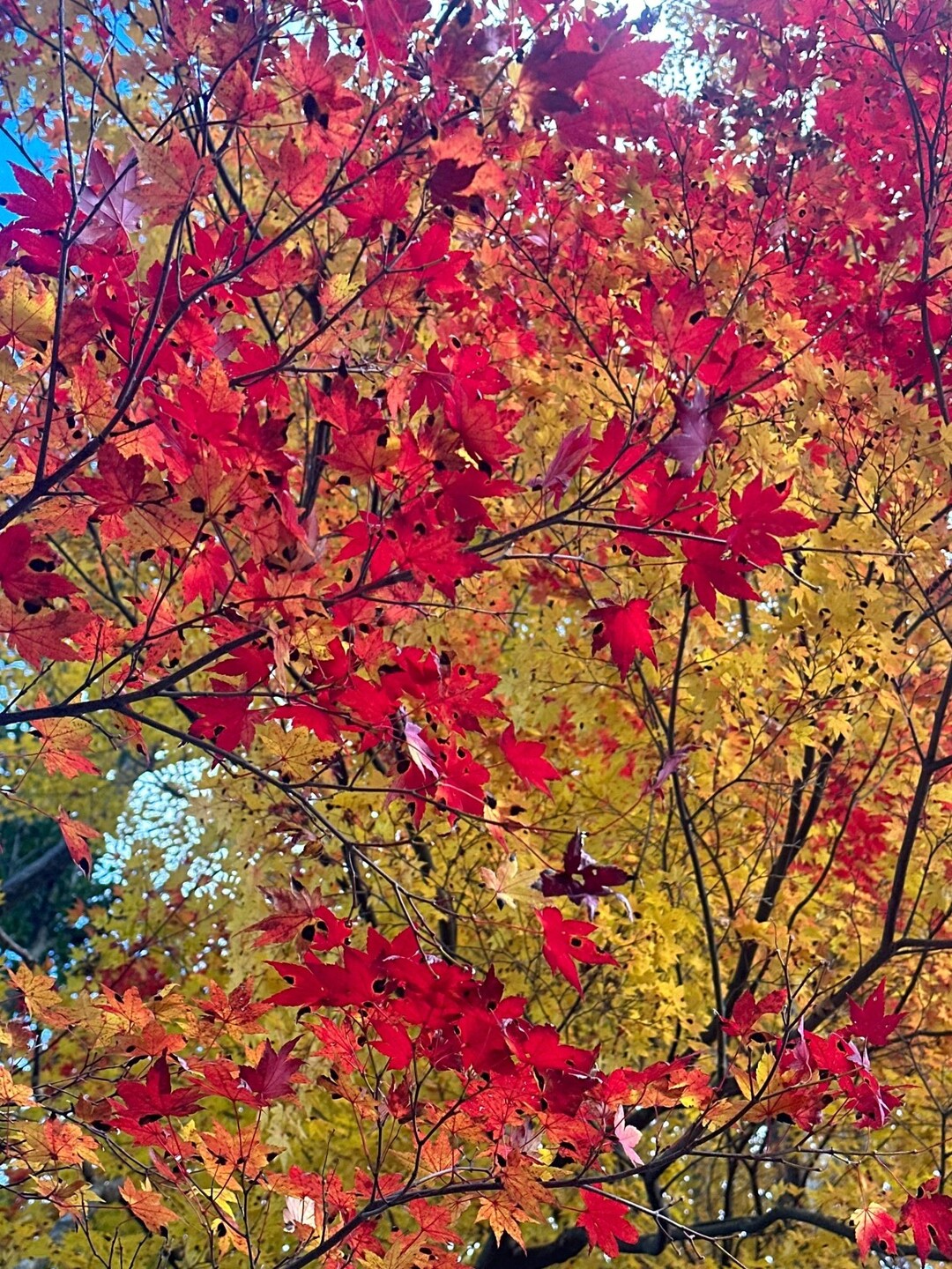 愛宕山 / zakiさんの愛宕山・三頭山・朝日峯の活動データ | YAMAP / ヤマップ