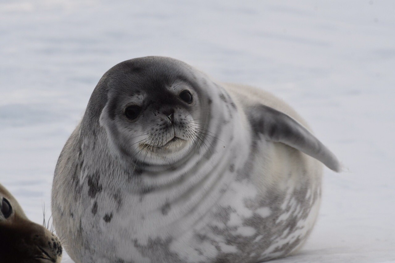 pyonkoのページ | YAMAP / ヤマップ