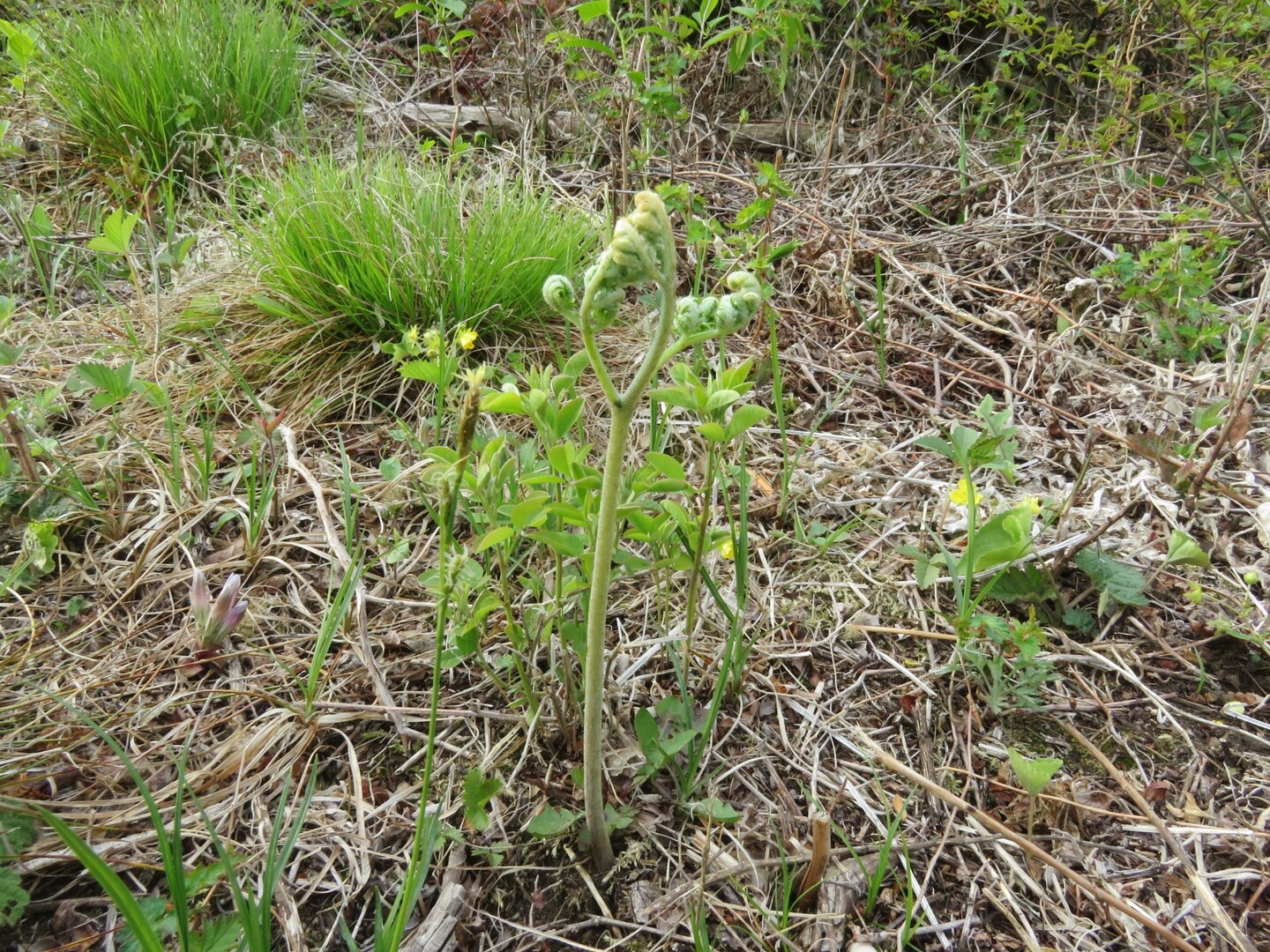 2021.05.19(水) 22:16 / ケロケロ🐸🐸🐸さんのモーメント | YAMAP / ヤマップ