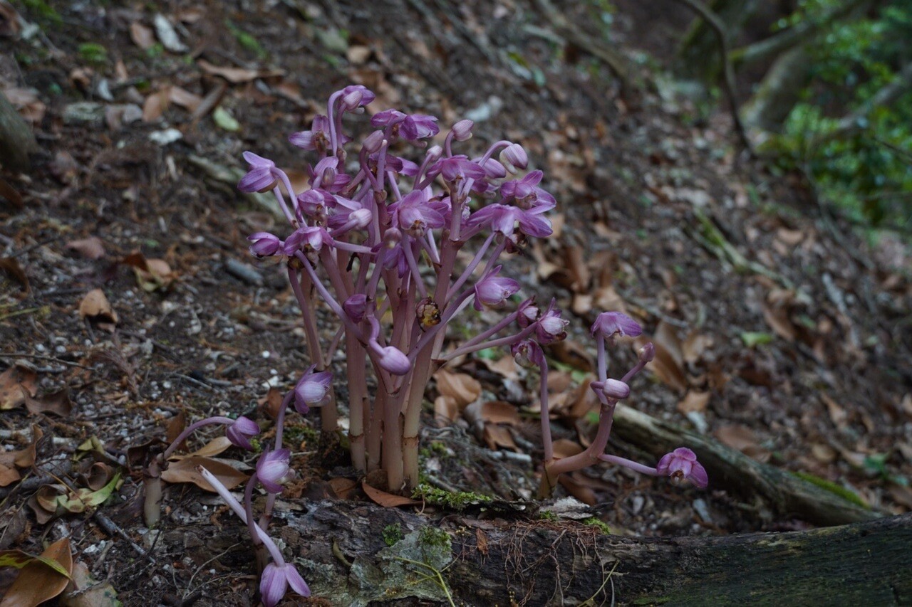 鎌ヶ岳・P791・雲母西峰・雲母峰・雲母峰Ⅱ峰 / HIROMAKOさんの入道ヶ岳・鎌ヶ岳・仙ヶ岳の活動データ | YAMAP / ヤマップ