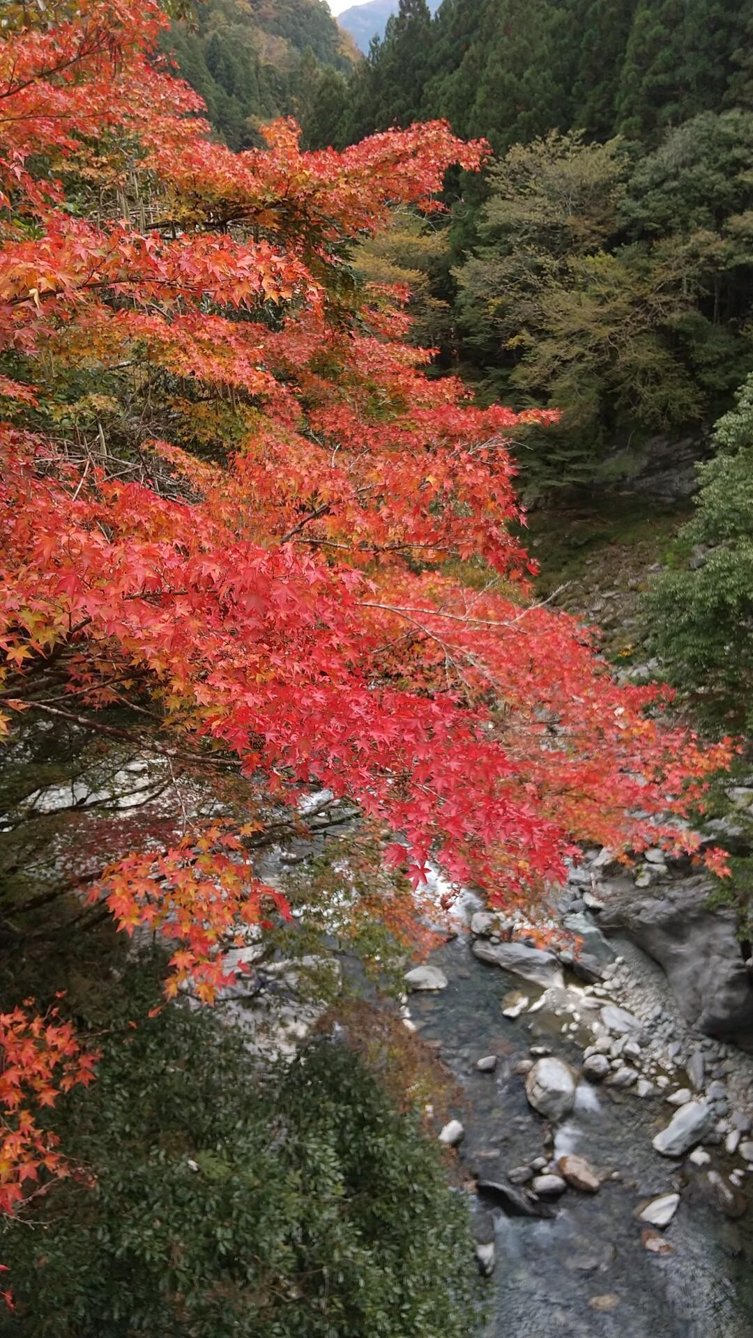 東祖谷の紅葉を観てみたい、いざ、天狗塚へ-2023-10-29 / へぼカメラマンなおさんのウォーキングの活動データ | YAMAP / ヤマップ