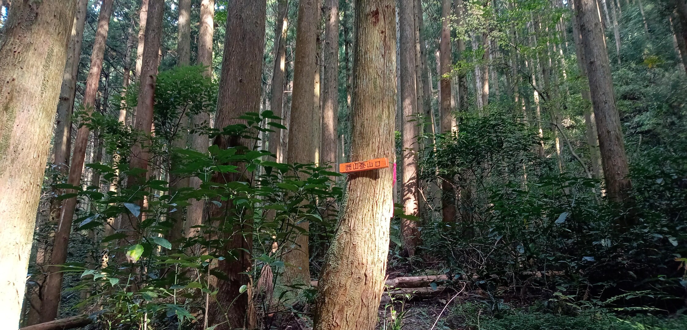 西山ピークを目指すも… / hacoさんの雷山・井原山の活動データ | YAMAP / ヤマップ