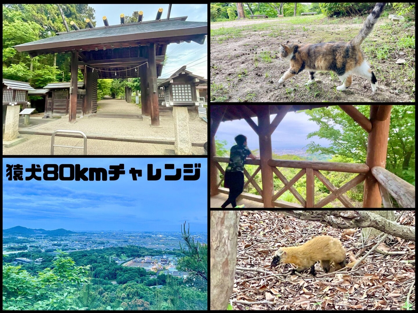 猿犬80kmトレイルチャレンジ / Nikoさんの猿投山・物見山の活動データ | YAMAP / ヤマップ