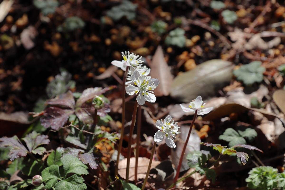 「ふかや緑の王国」の続きです。撮ってきた... / nabe_kumaさんのモーメント | YAMAP / ヤマップ