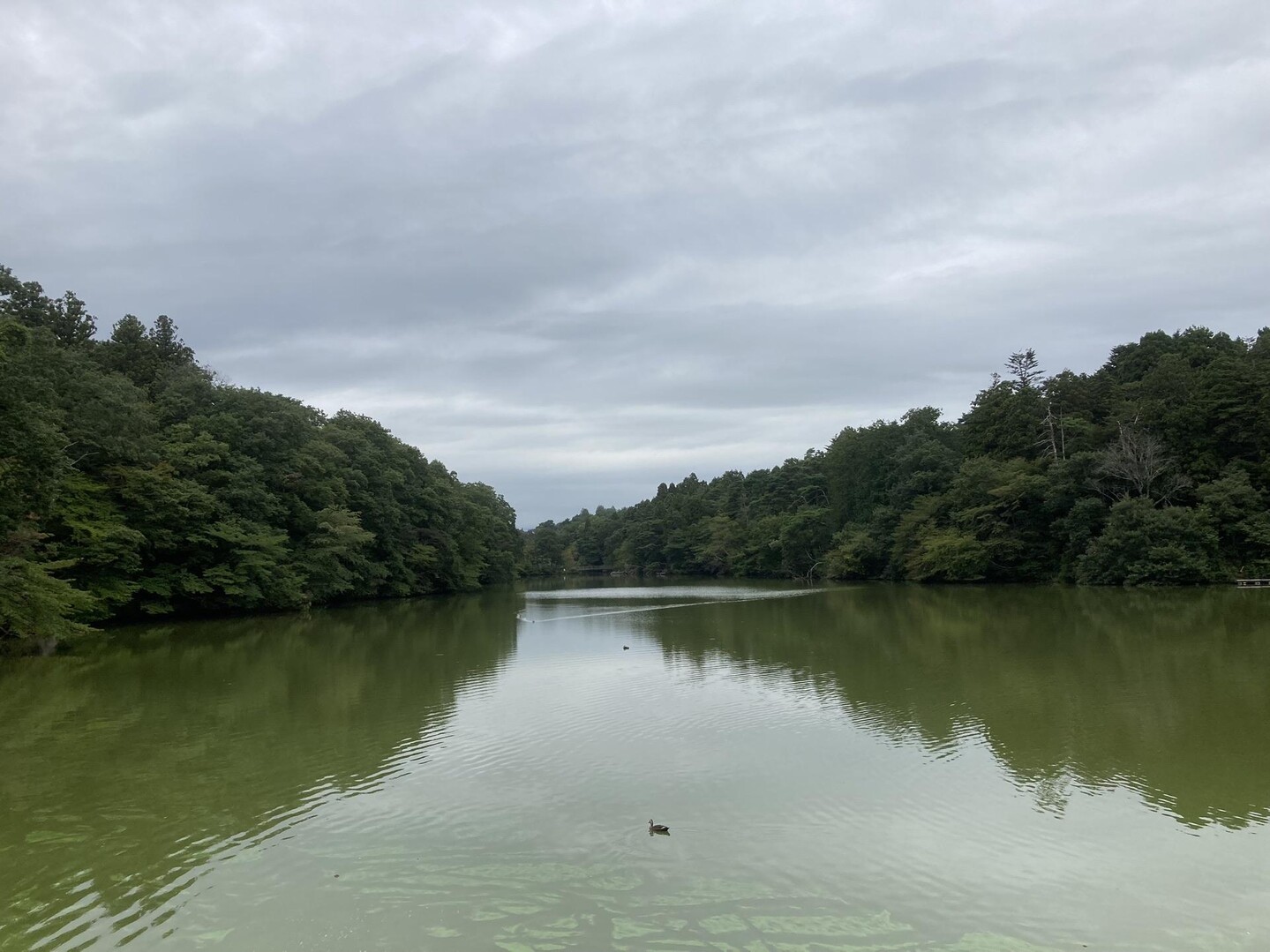 こんにちは^ ^ 今日は朝からねずみ色... / OBsunさんのモーメント | YAMAP / ヤマップ