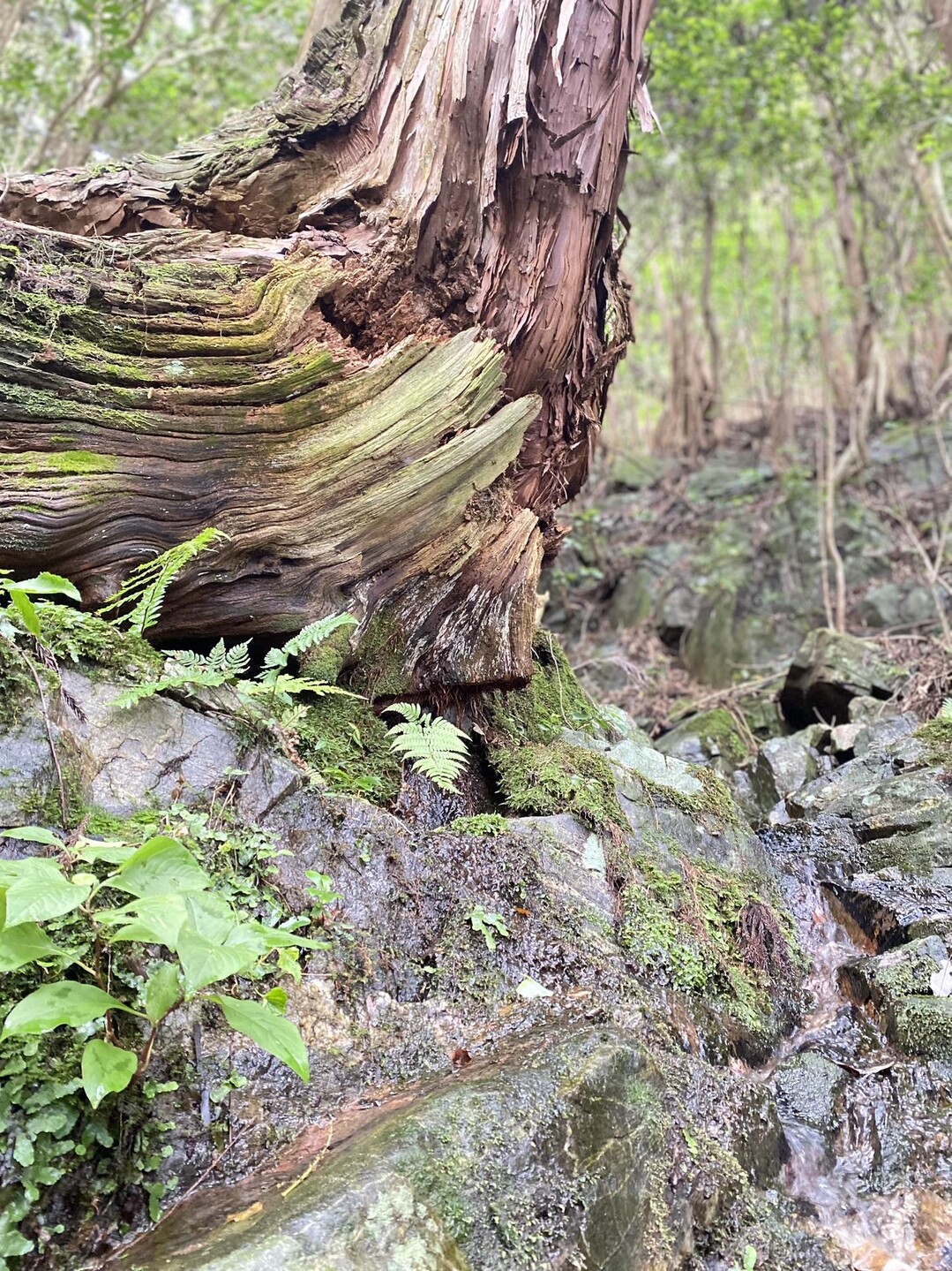 本宮山・2023-07-15 / ni_coさんの本宮山・大日山・風頭山の活動データ | YAMAP / ヤマップ
