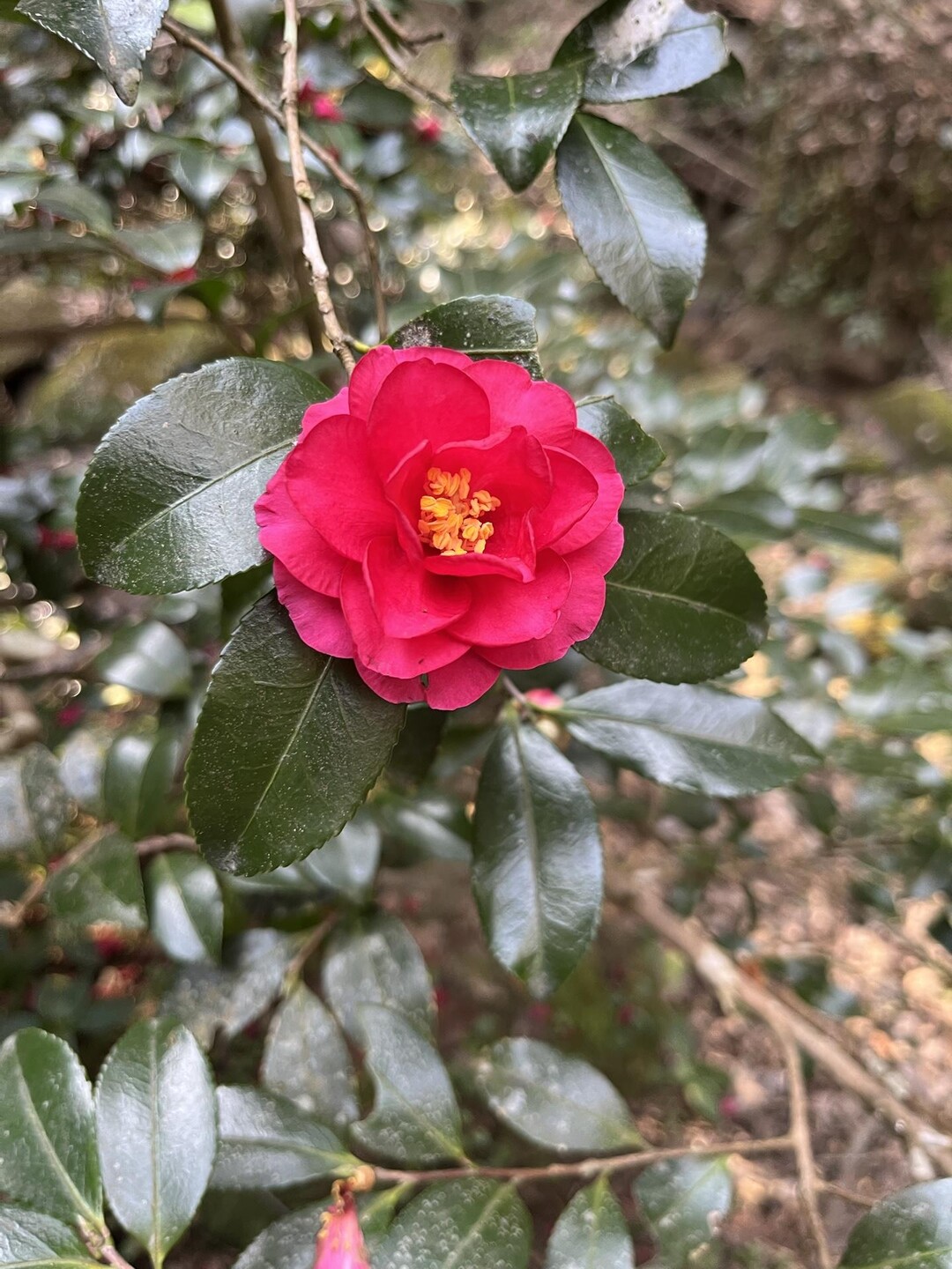 天拝山・奥天拝 / MICKIさんの四王寺山・大城山・大原山の活動データ | YAMAP / ヤマップ