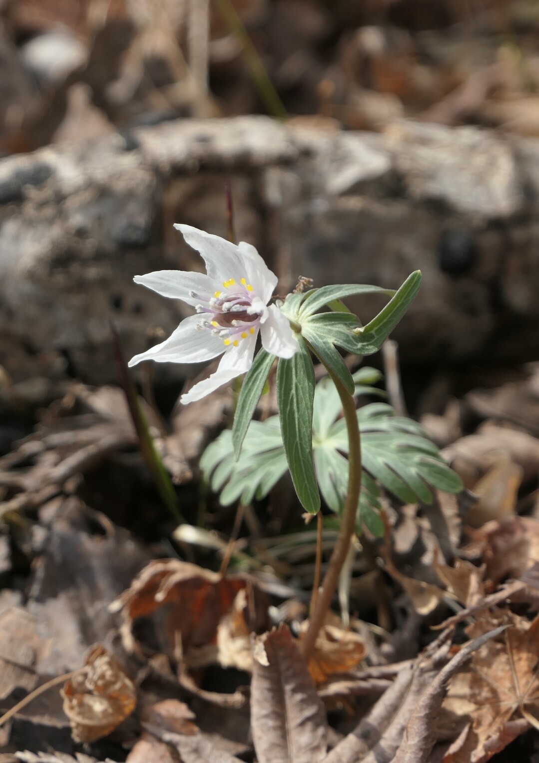 大原山（ぼくらの広場） / misoyanさんの生駒山・神津嶽・大原山の活動データ | YAMAP / ヤマップ