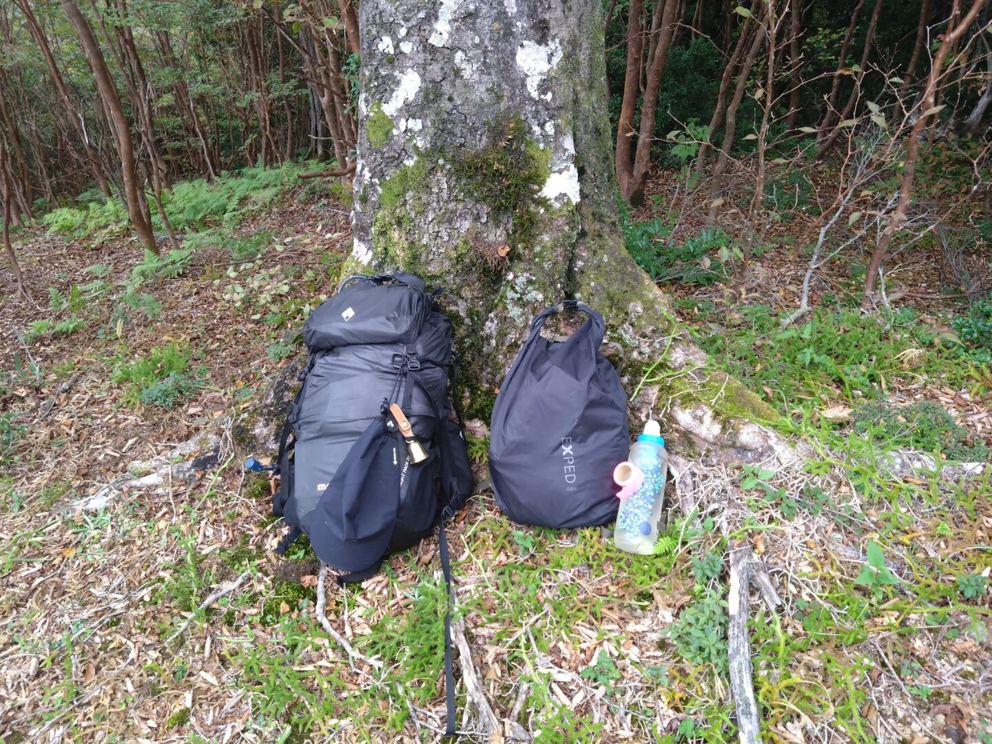満喫の大杉国見山 / HAYATEさんの大杉国見山の活動データ | YAMAP / ヤマップ